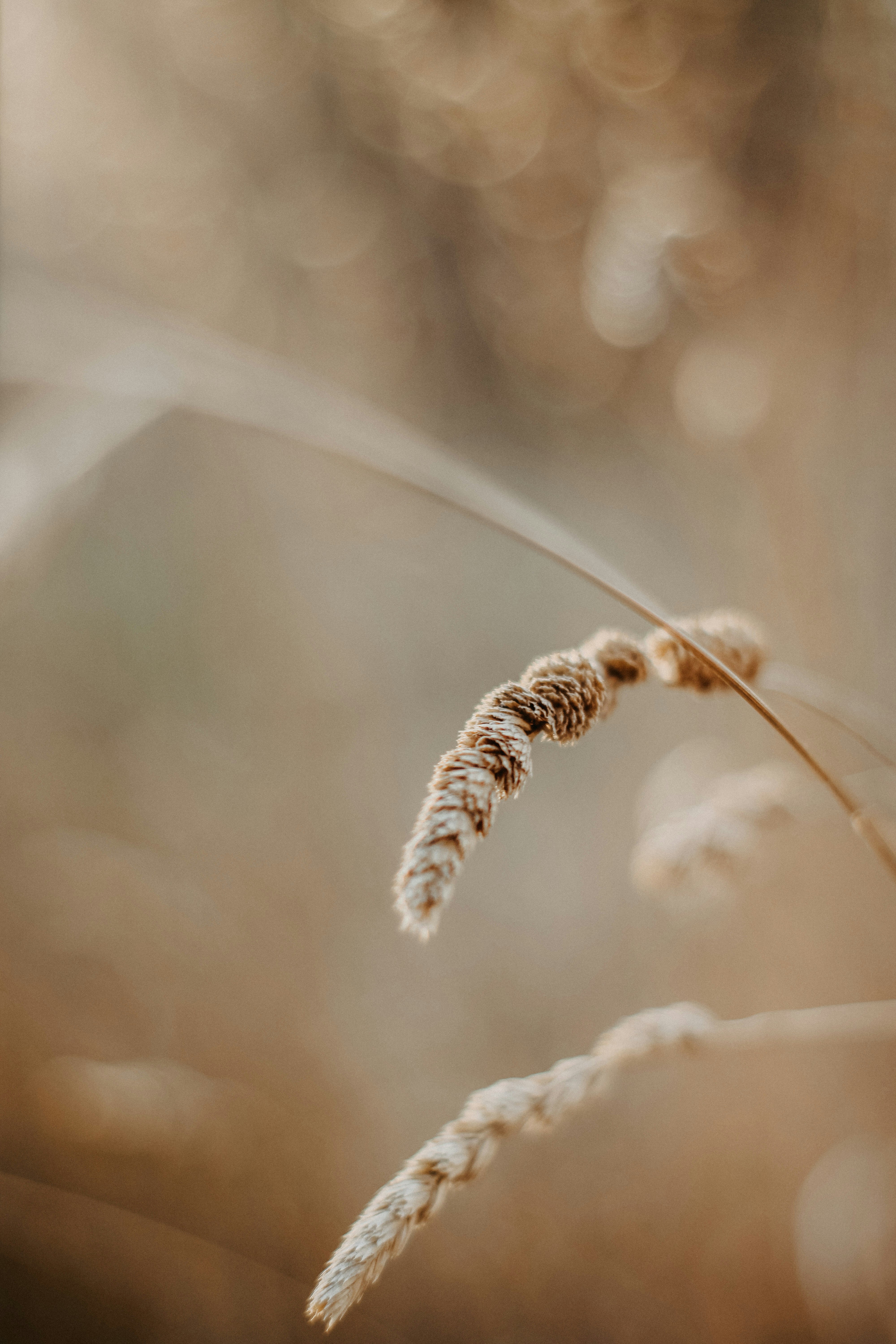 A close up of a plant with a blurry background photo – Free Reed Image ...