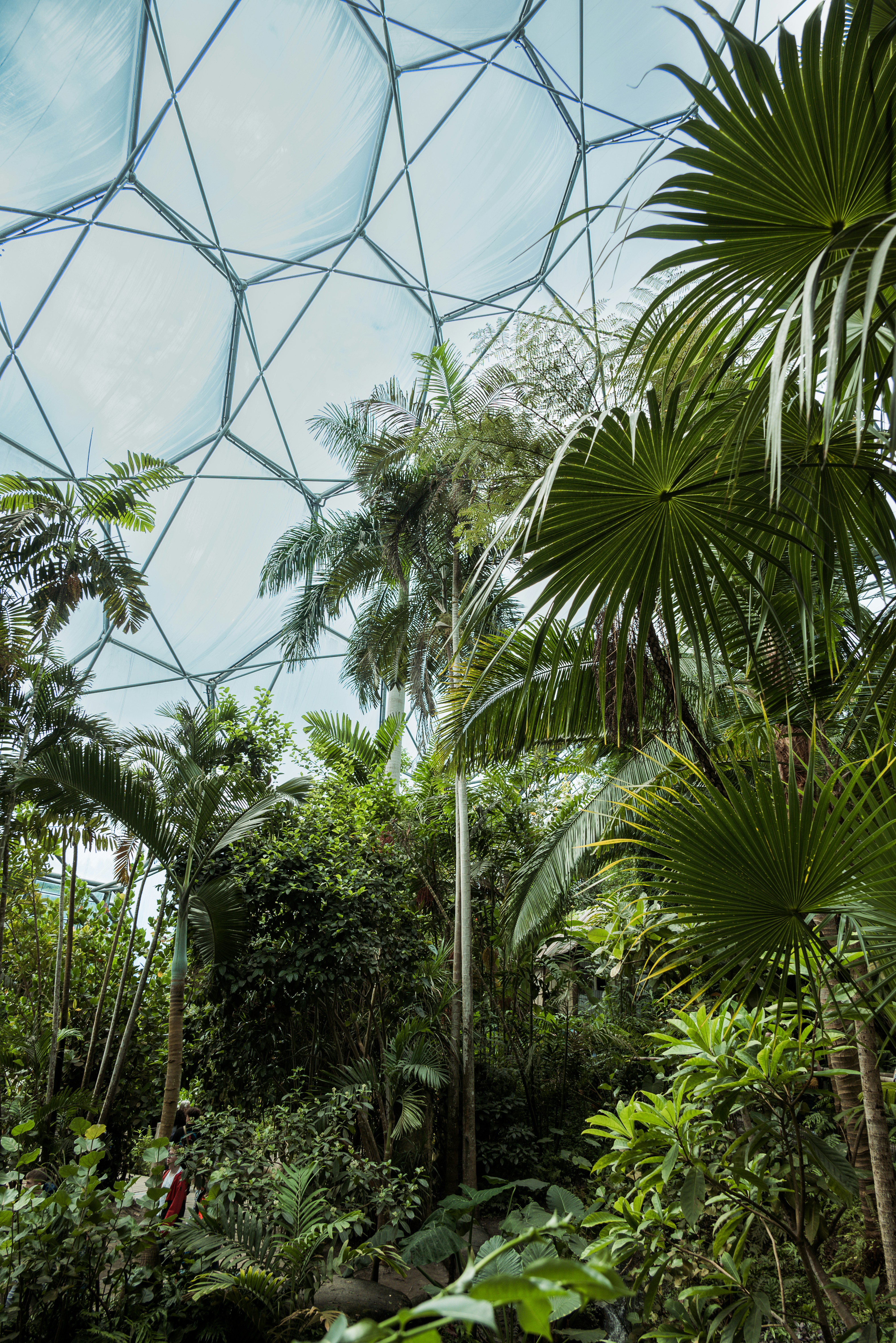 Geodesic Greenhouse: Palm Canopy Under Glass Tessellation