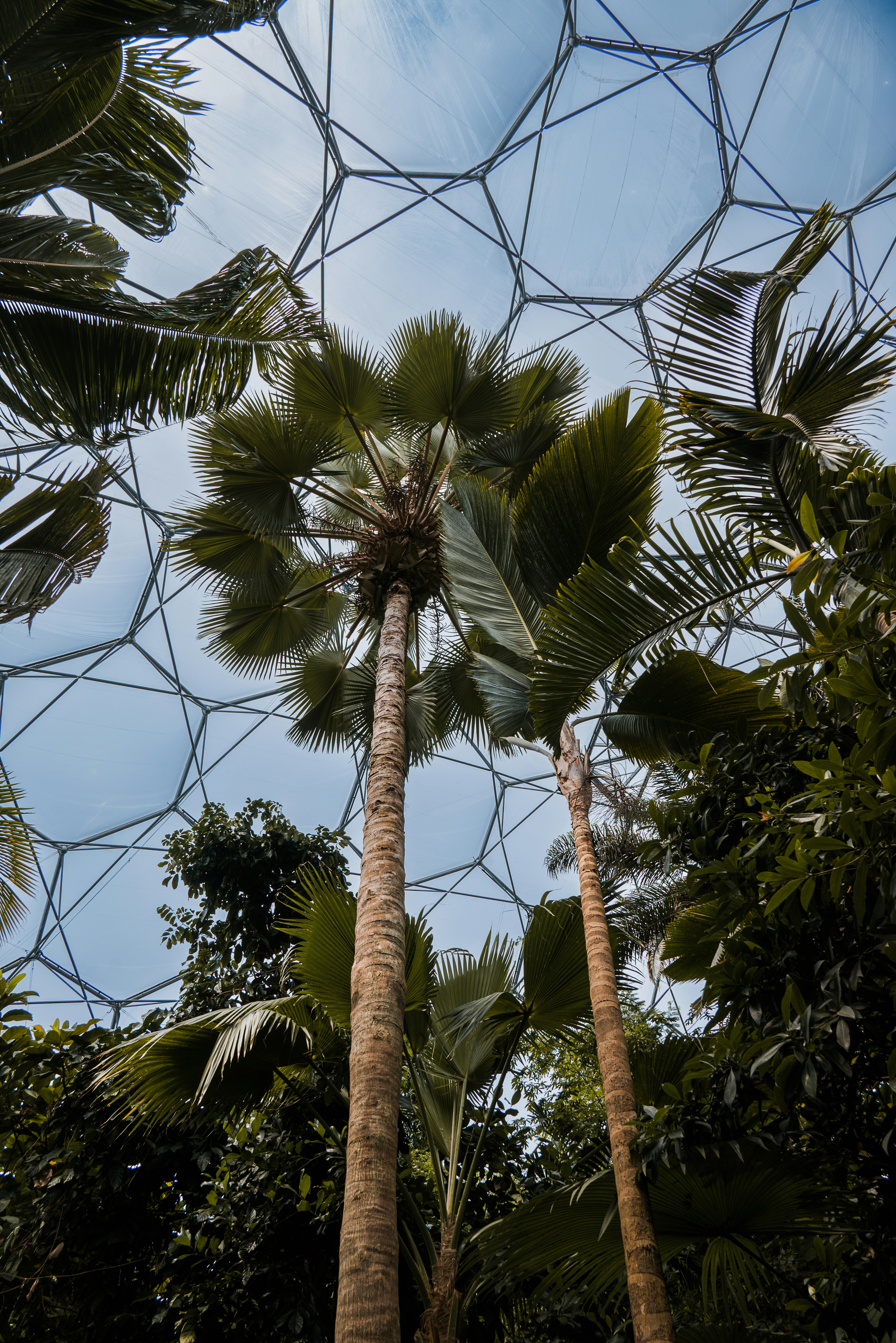 Palm Cathedral Under a Geometric Glass Dome