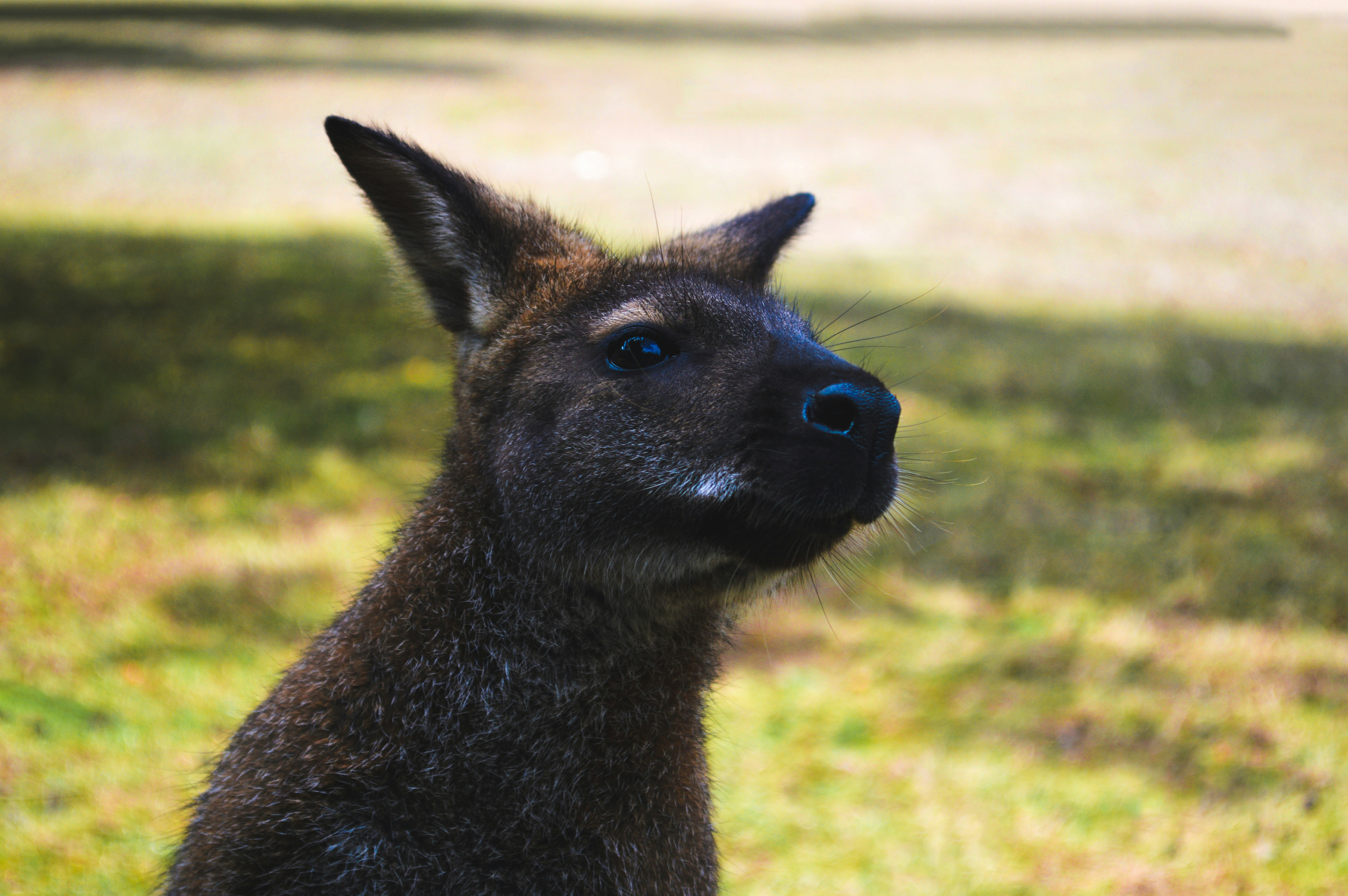 Wallaby Portrait in Dappled Park Light