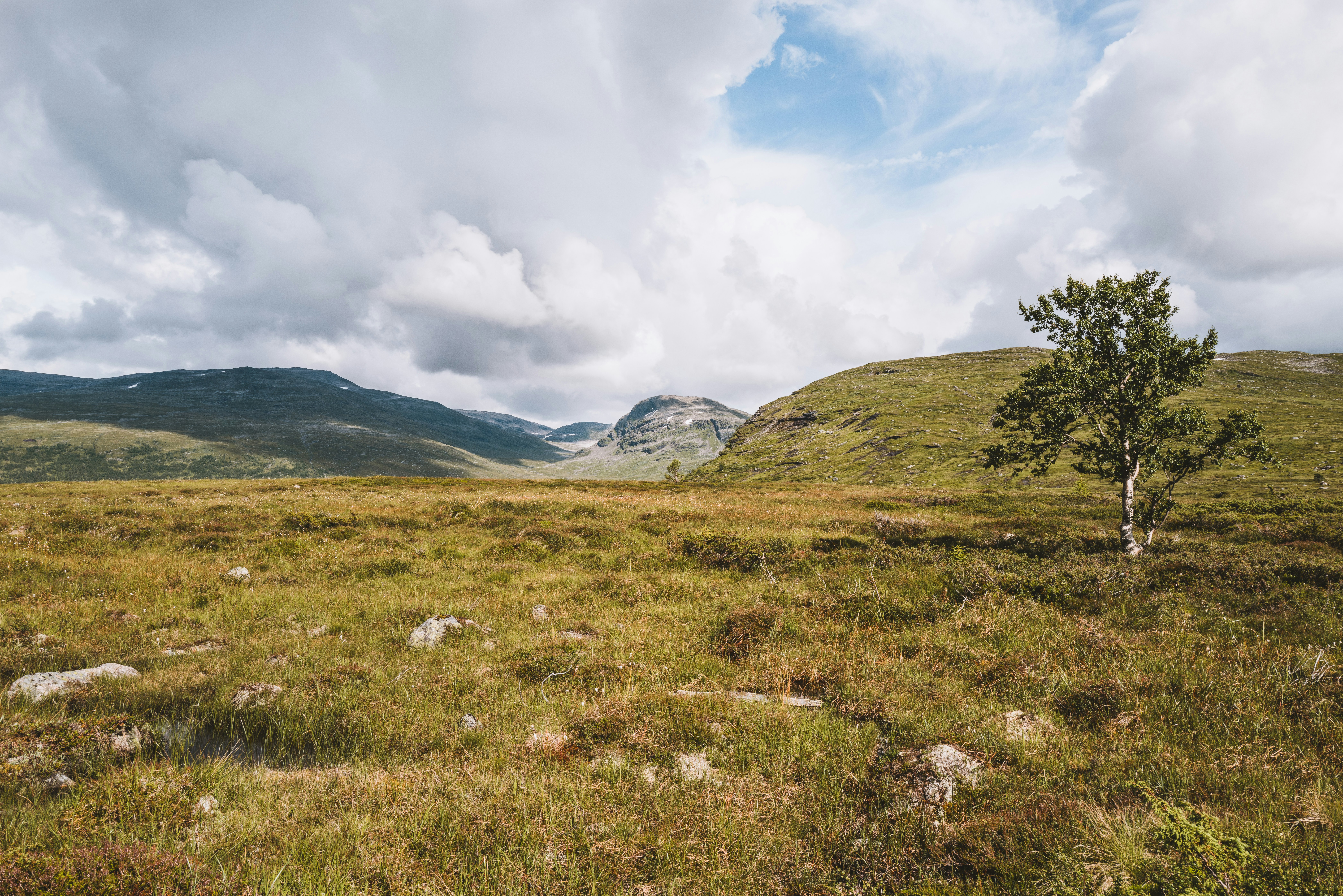 Un árbol solitario en un campo cubierto de hierba con montañas al fondo ...