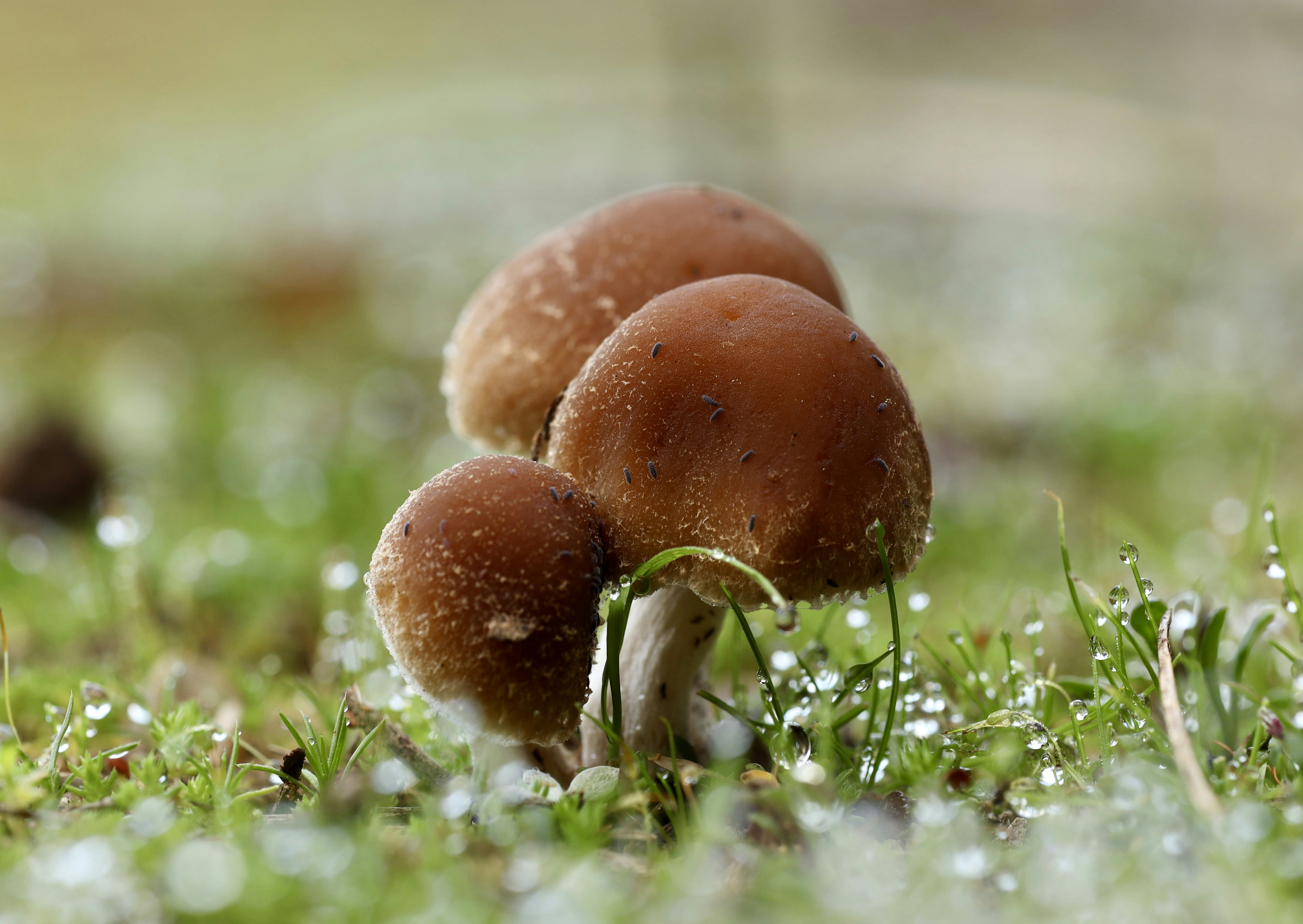 Trio of Dew-Dusted Mushrooms in a Quiet Meadow