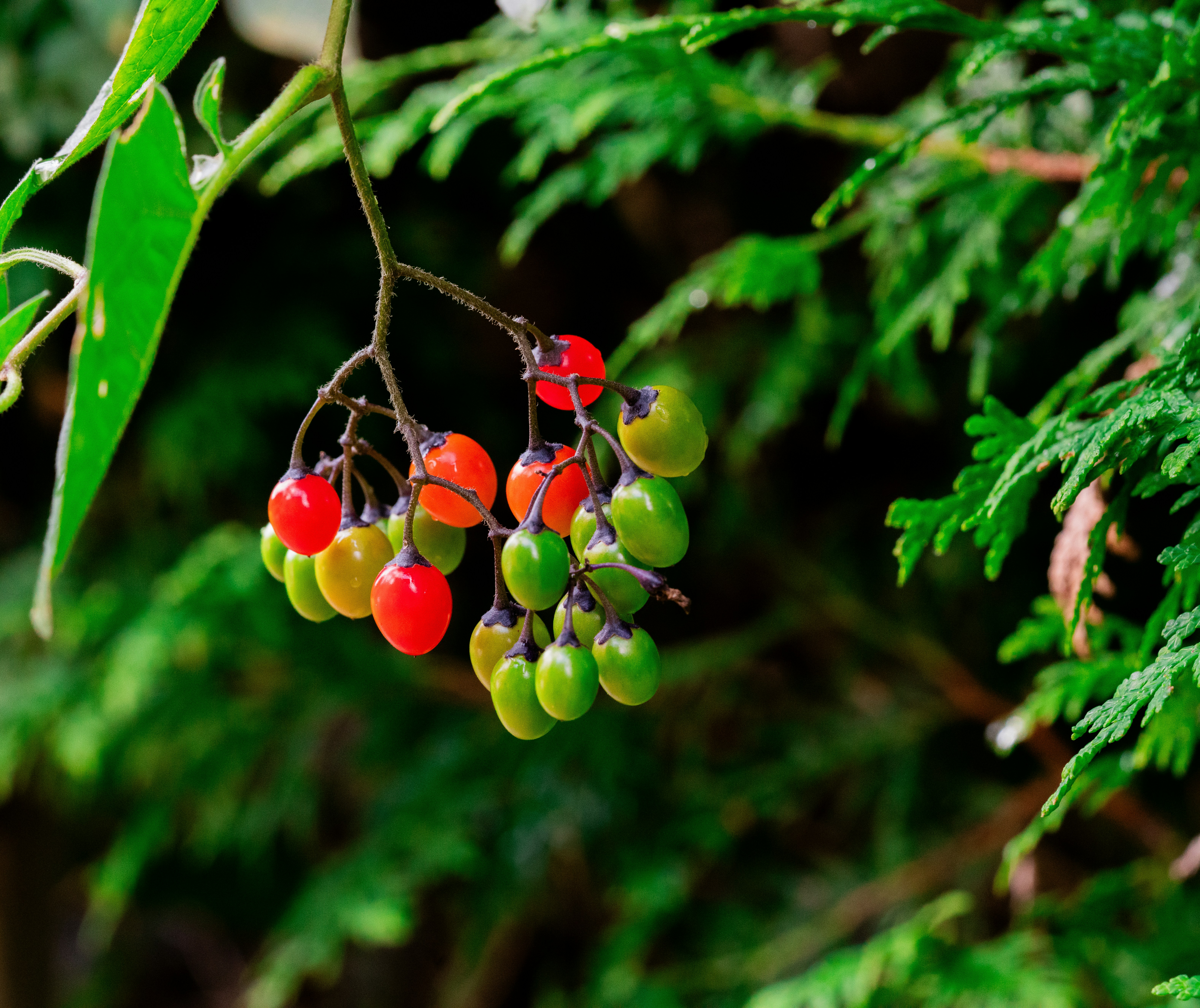 Crimson Berries on a Quiet Branch: Color Burst Against Verdant Blur