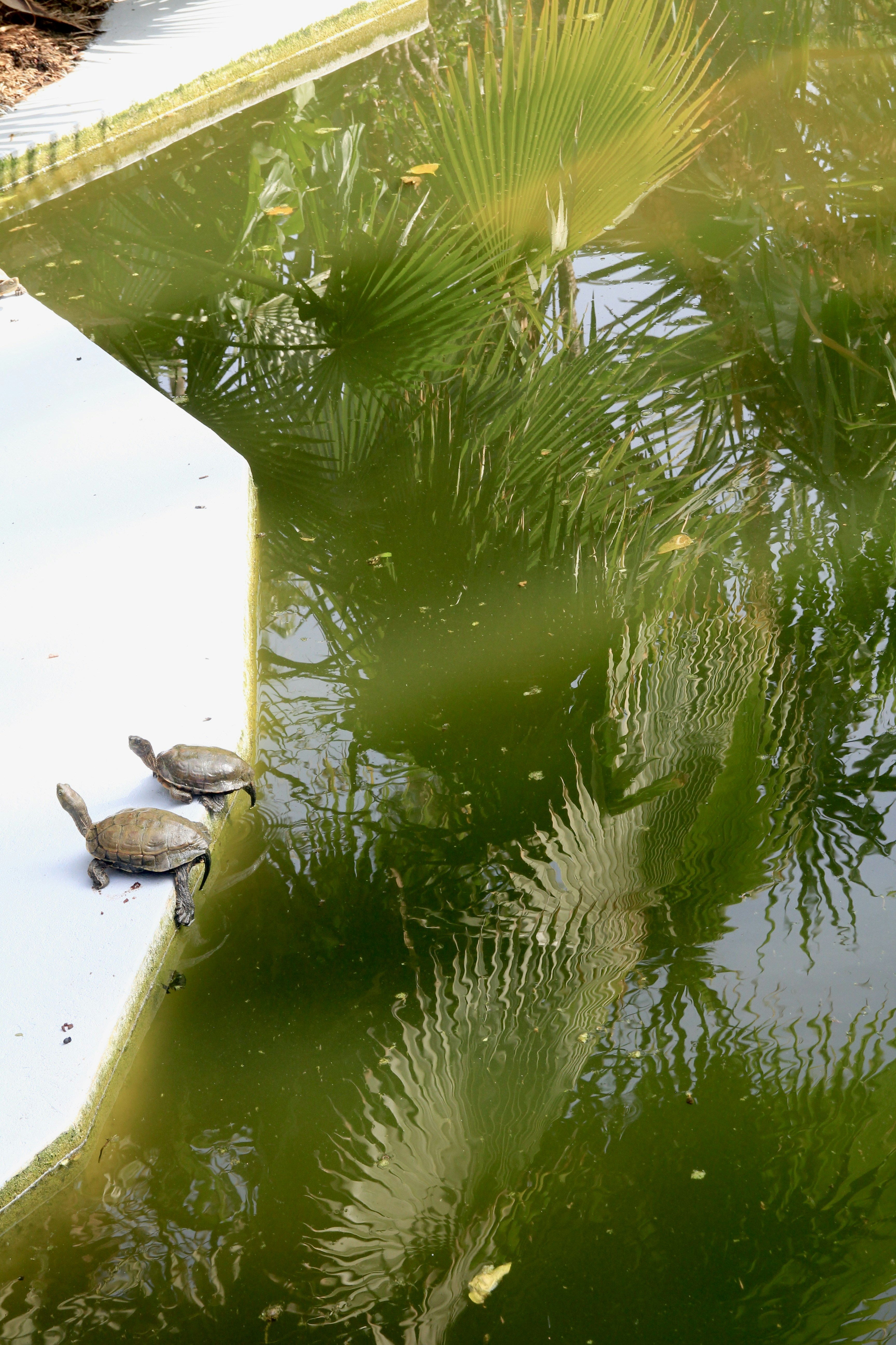 Two curious turtles at the edge of a sunlit pond