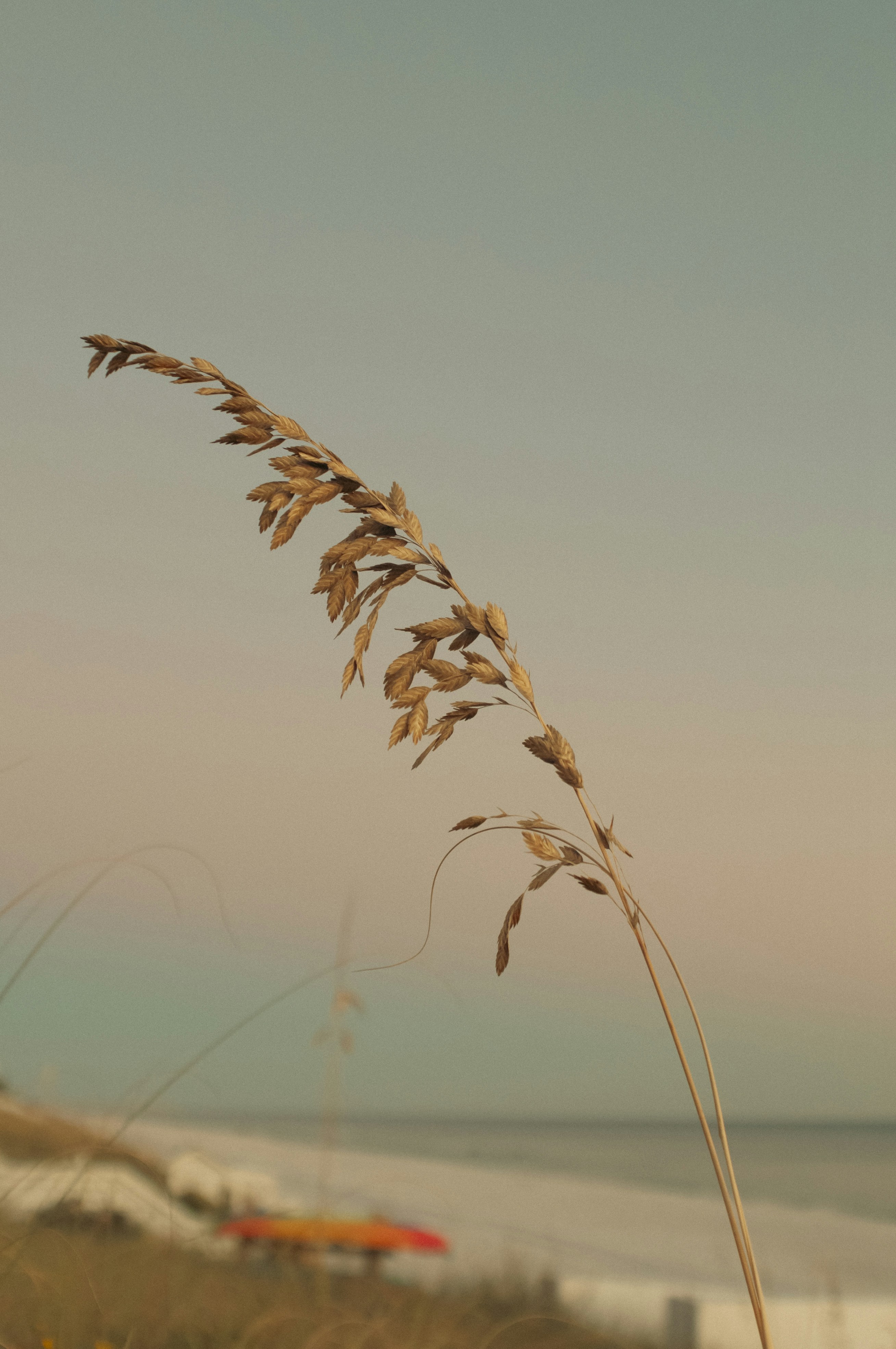 Diagonal Grace: a lone dune grass against a pastel coastal horizon