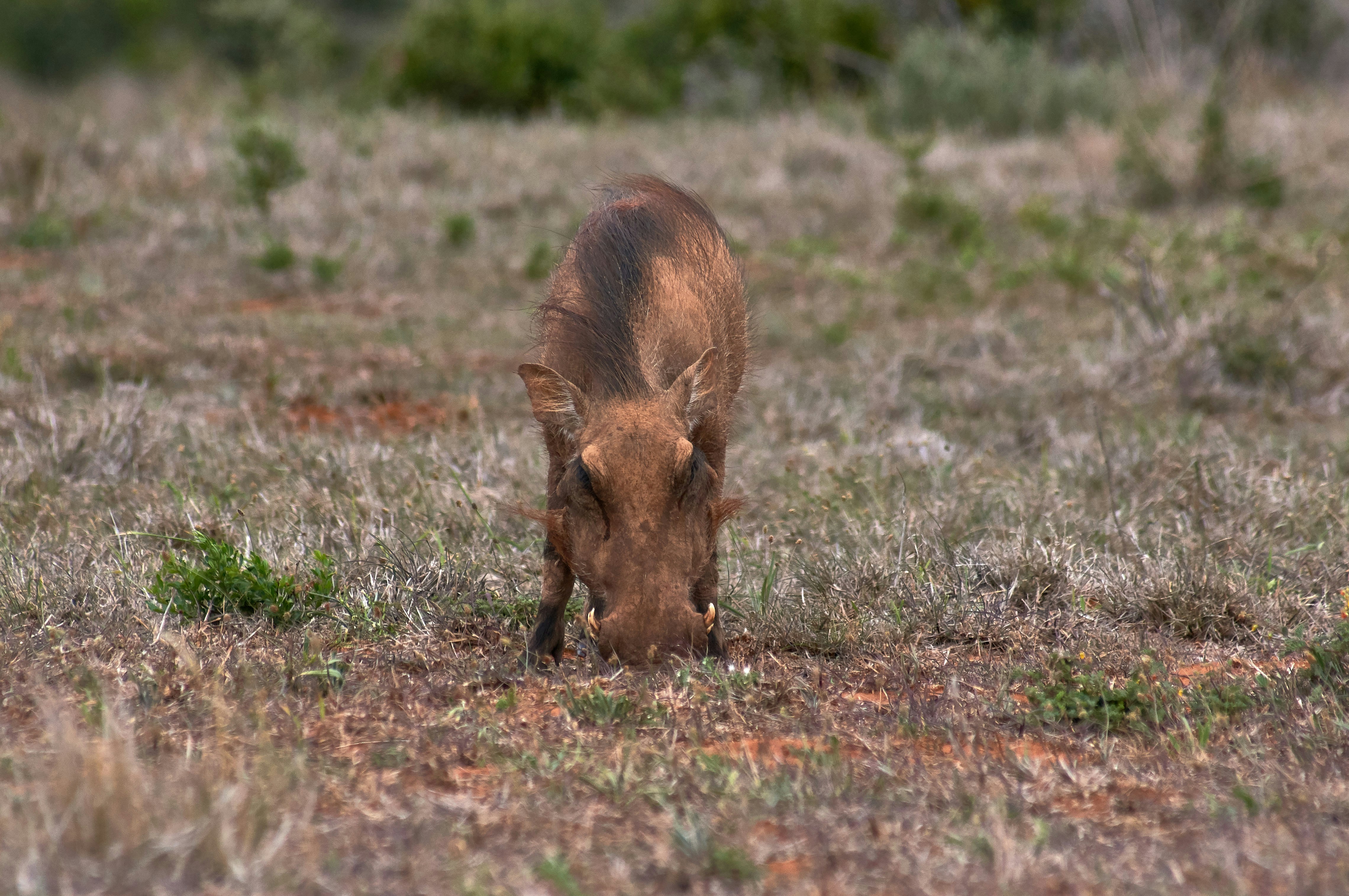 A wild boar grazing on grass in a field photo – Free Animal Image on ...