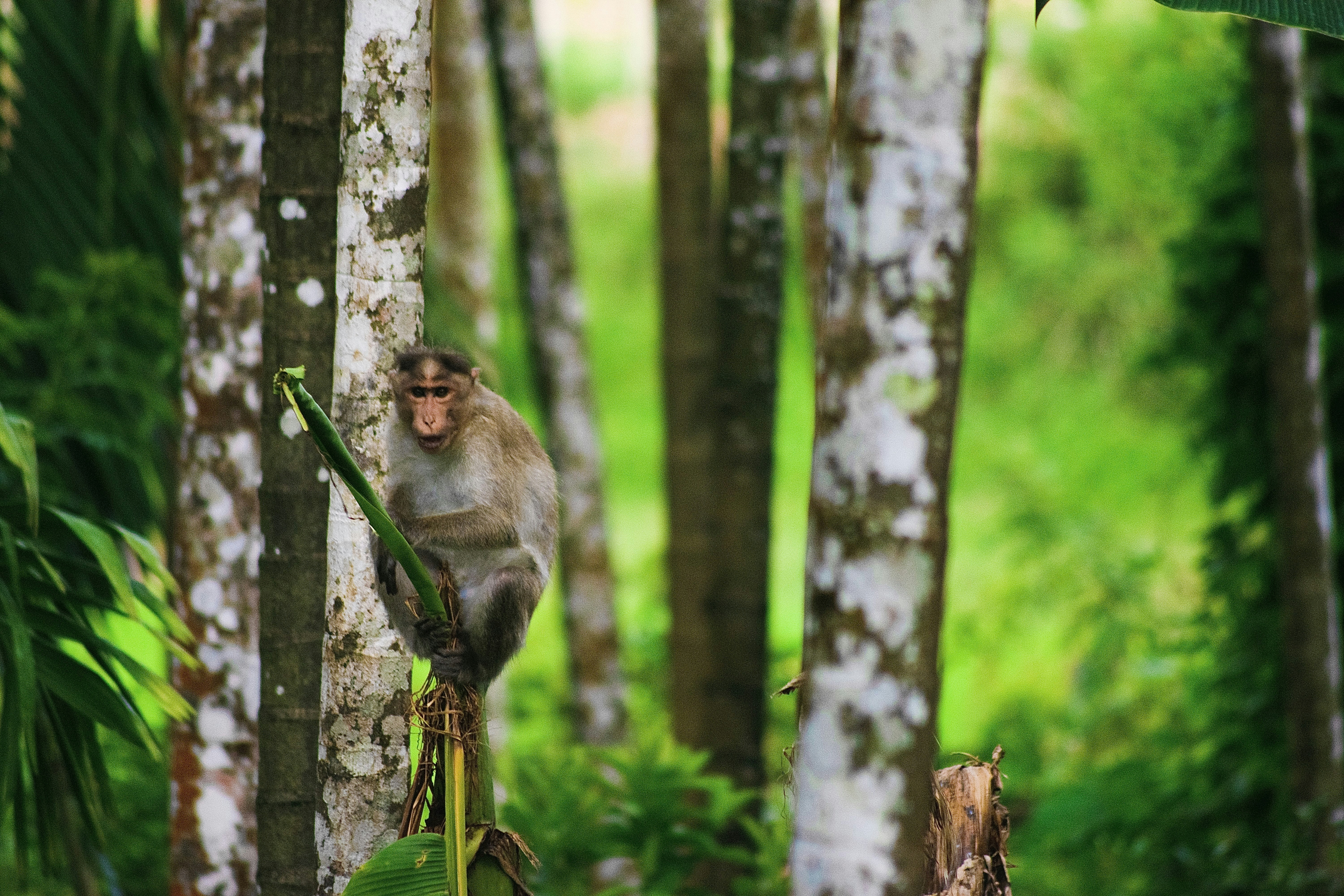 Perched Macaque in a Lush Trunk-Forest Corridor