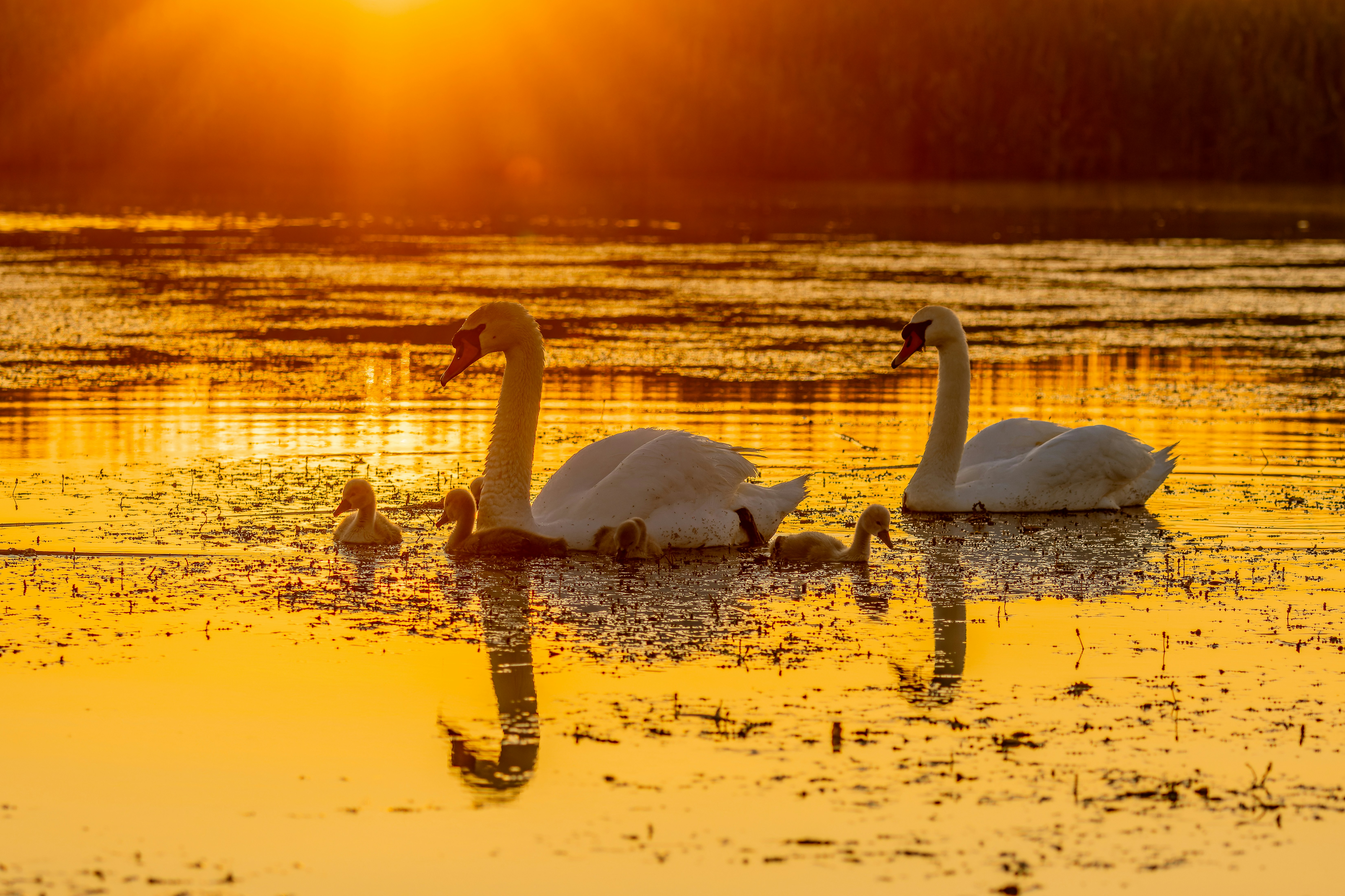 A group of swans swimming on top of a lake photo – Free Danube delta ...