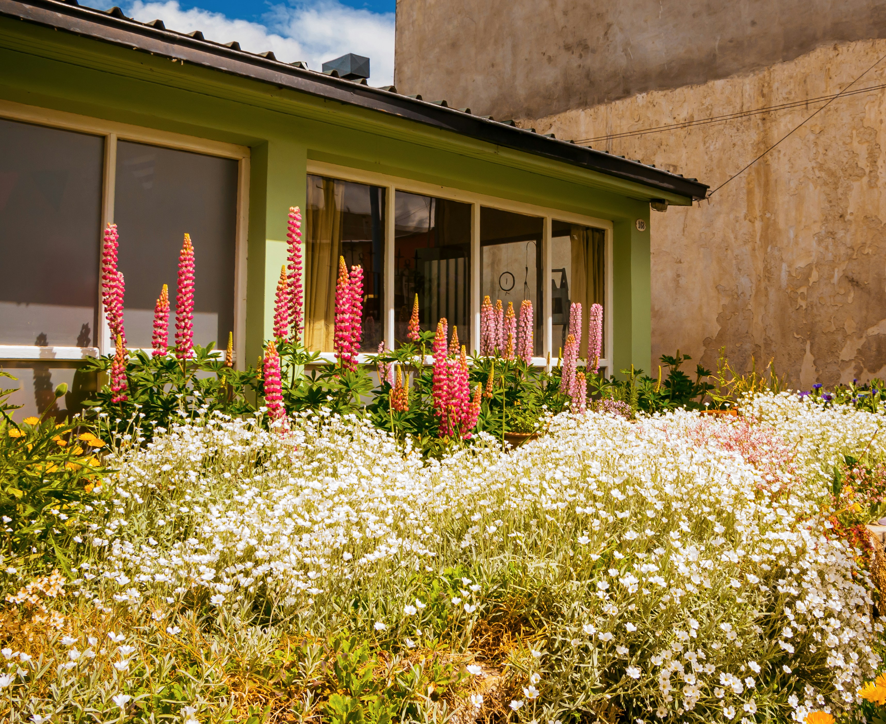 Crimson Spires Framing a Lime-Green Cottage in Morning Light