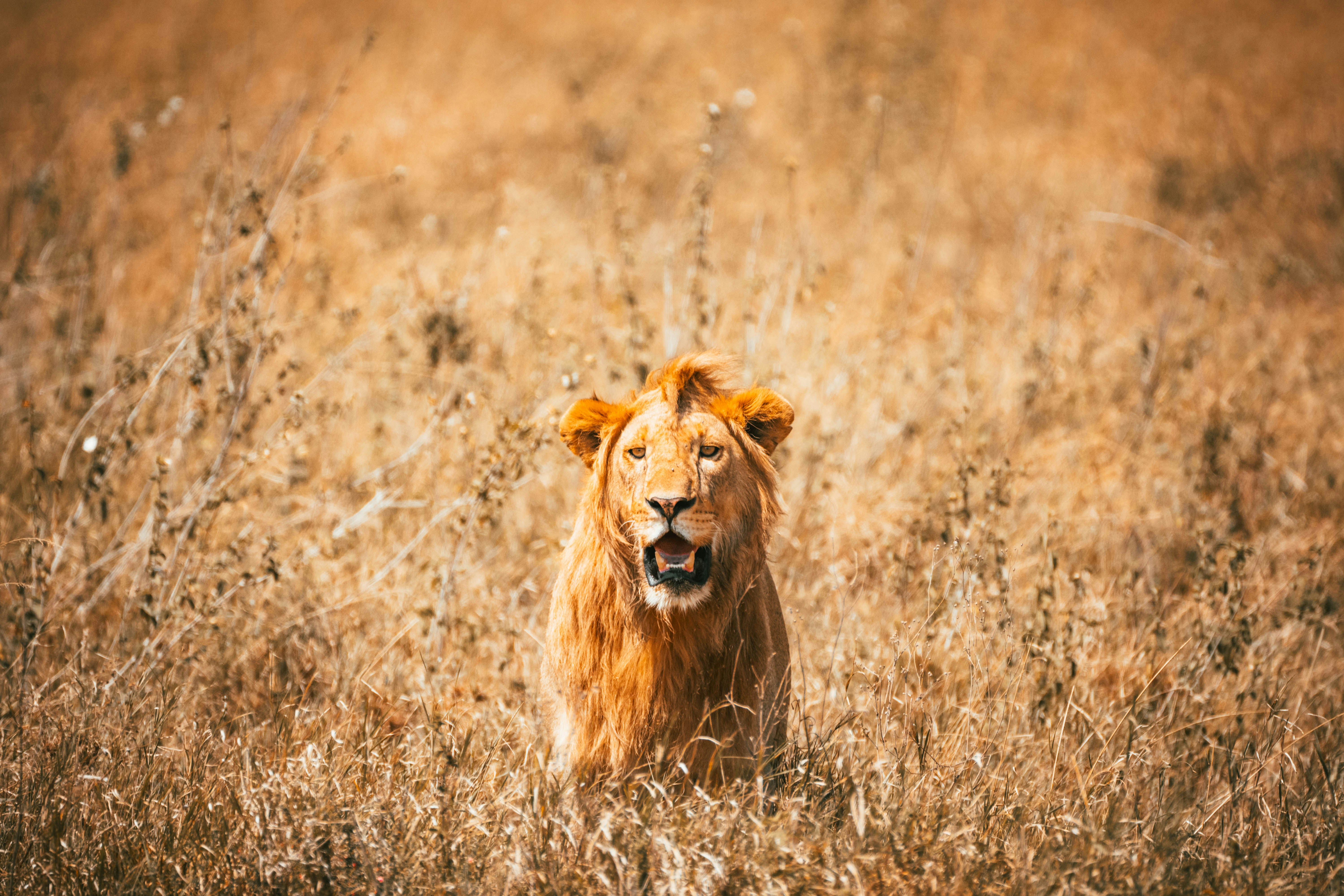 Golden King in the Parched Grassland