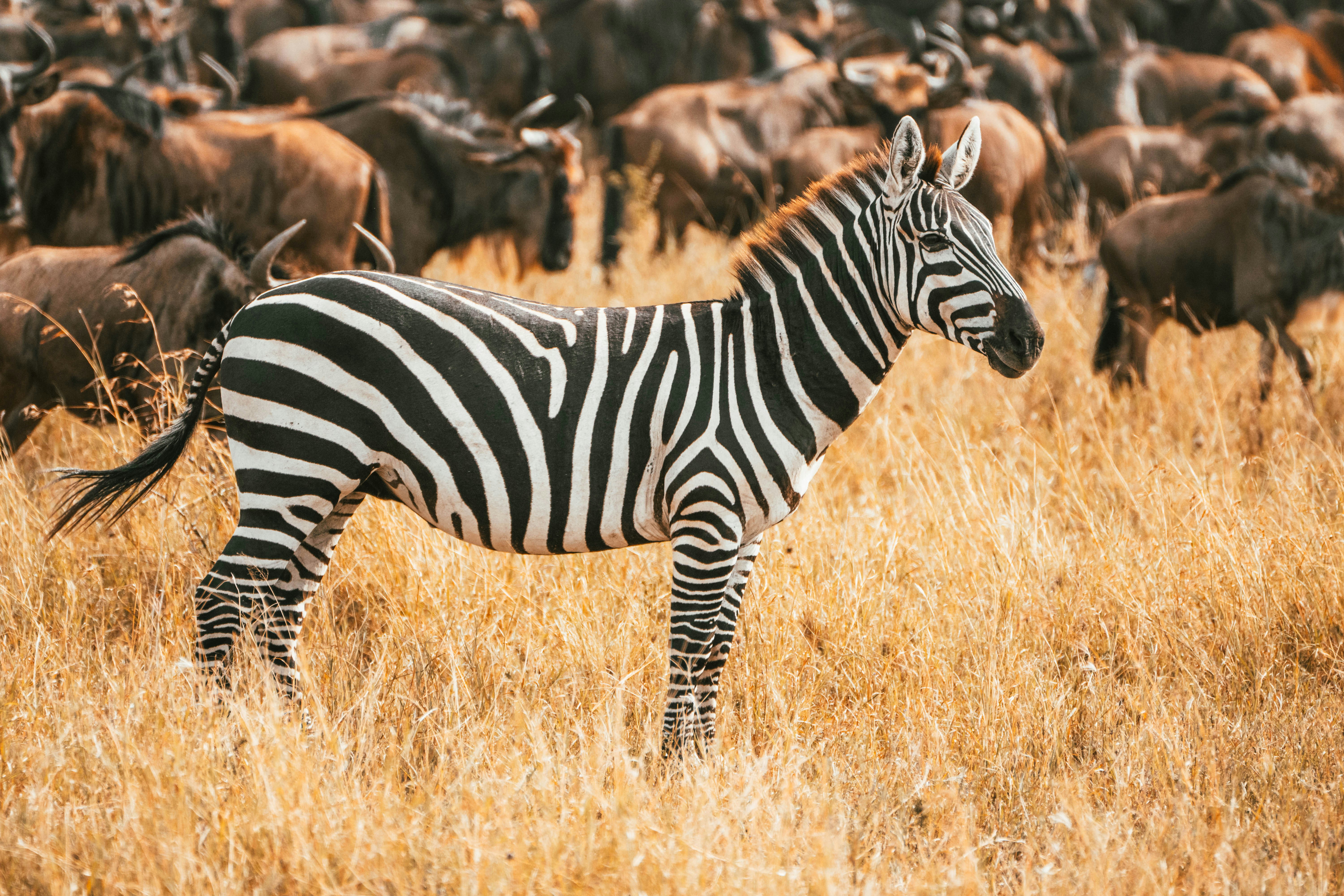 Una cebra parada en un campo con otros animales en el fondo foto ...