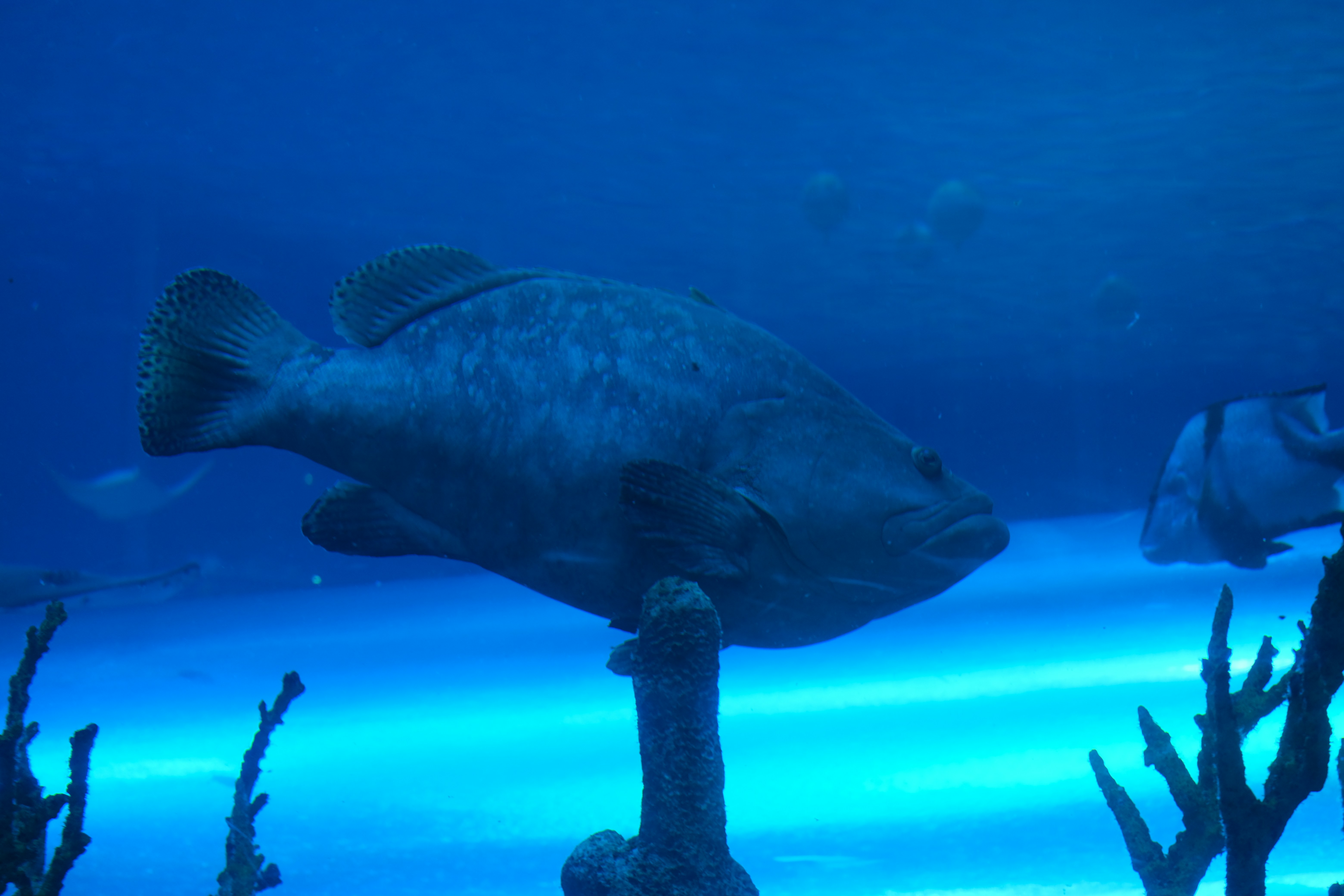 A large fish is swimming in an aquarium photo – Free Fish Image on Unsplash