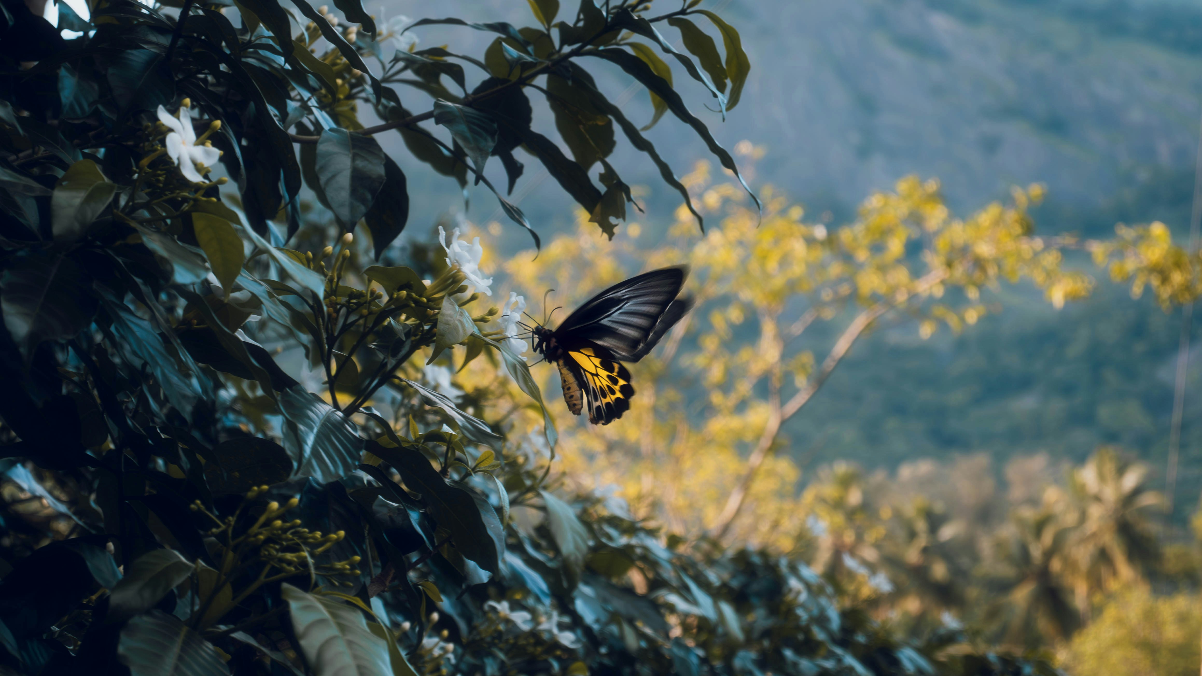 Yellow-and-black swallowtail on a shadowed leaf with a sunlit mountain backdrop