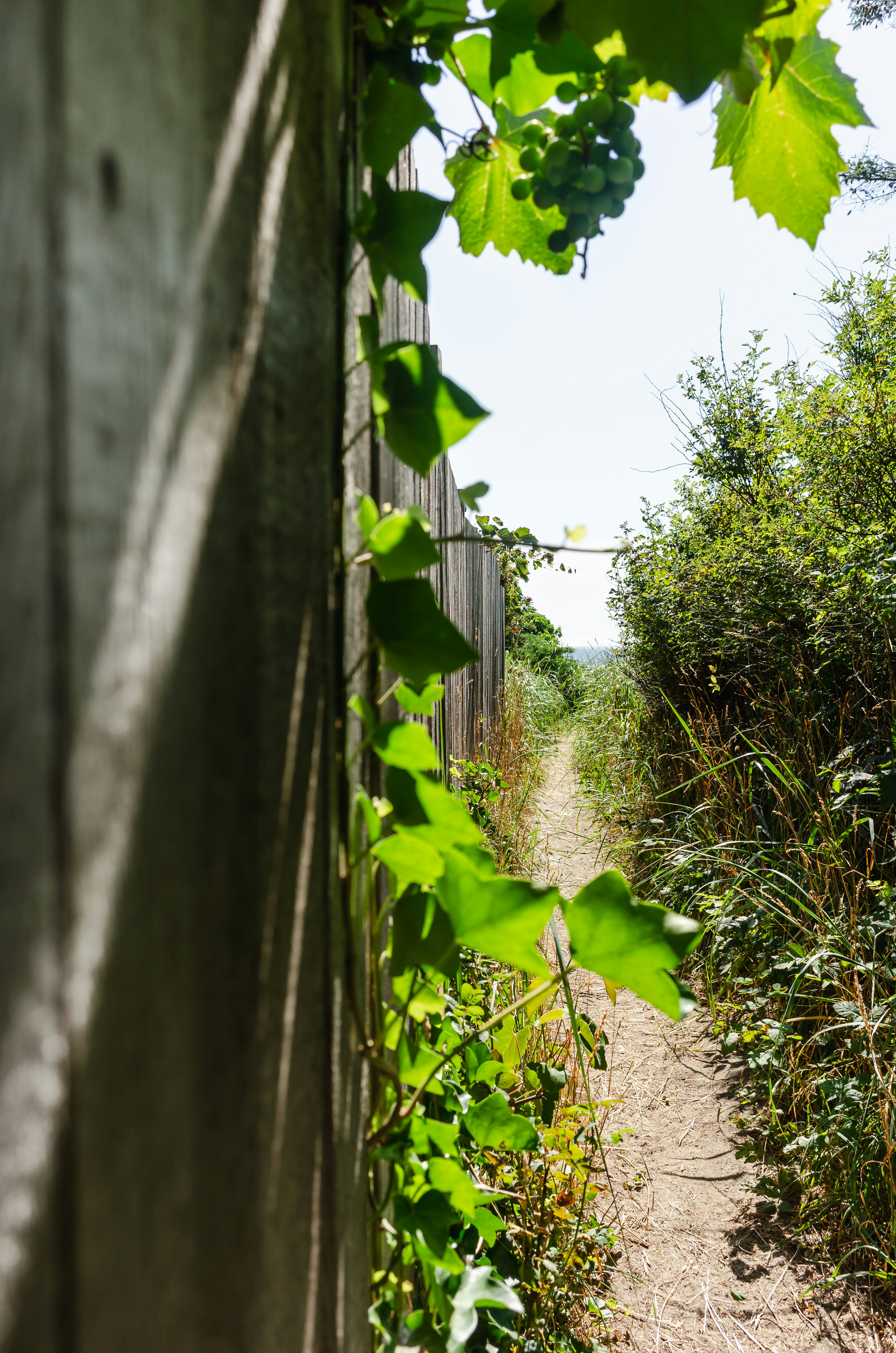 Vine-Clad Verge: Sunlit Path Along a Weathered Fence