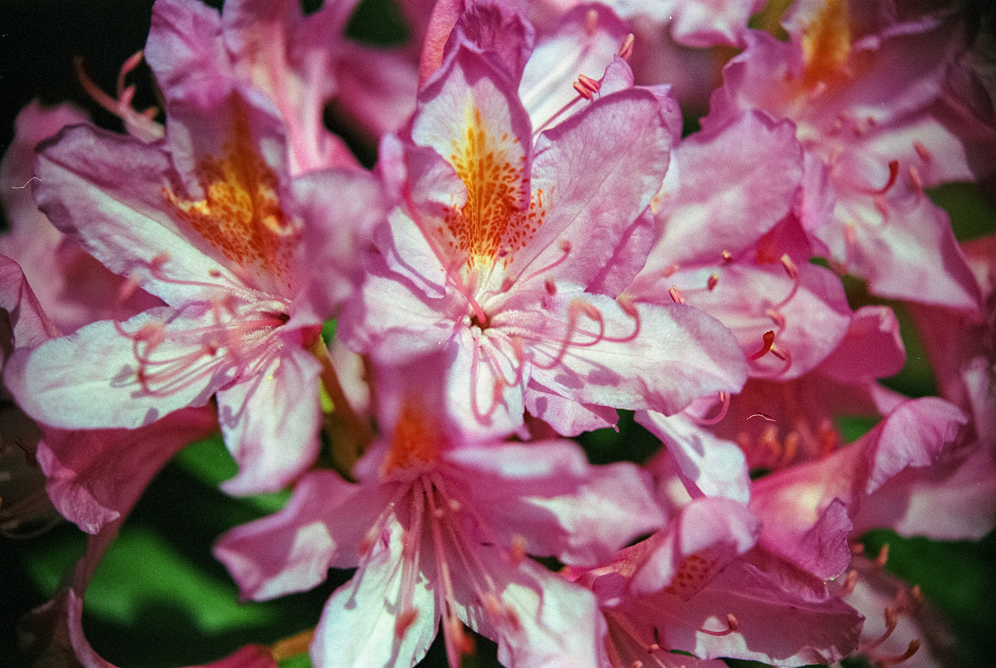 Un bouquet de fleurs roses qui fleurissent photo – Photo Den Bosch ...