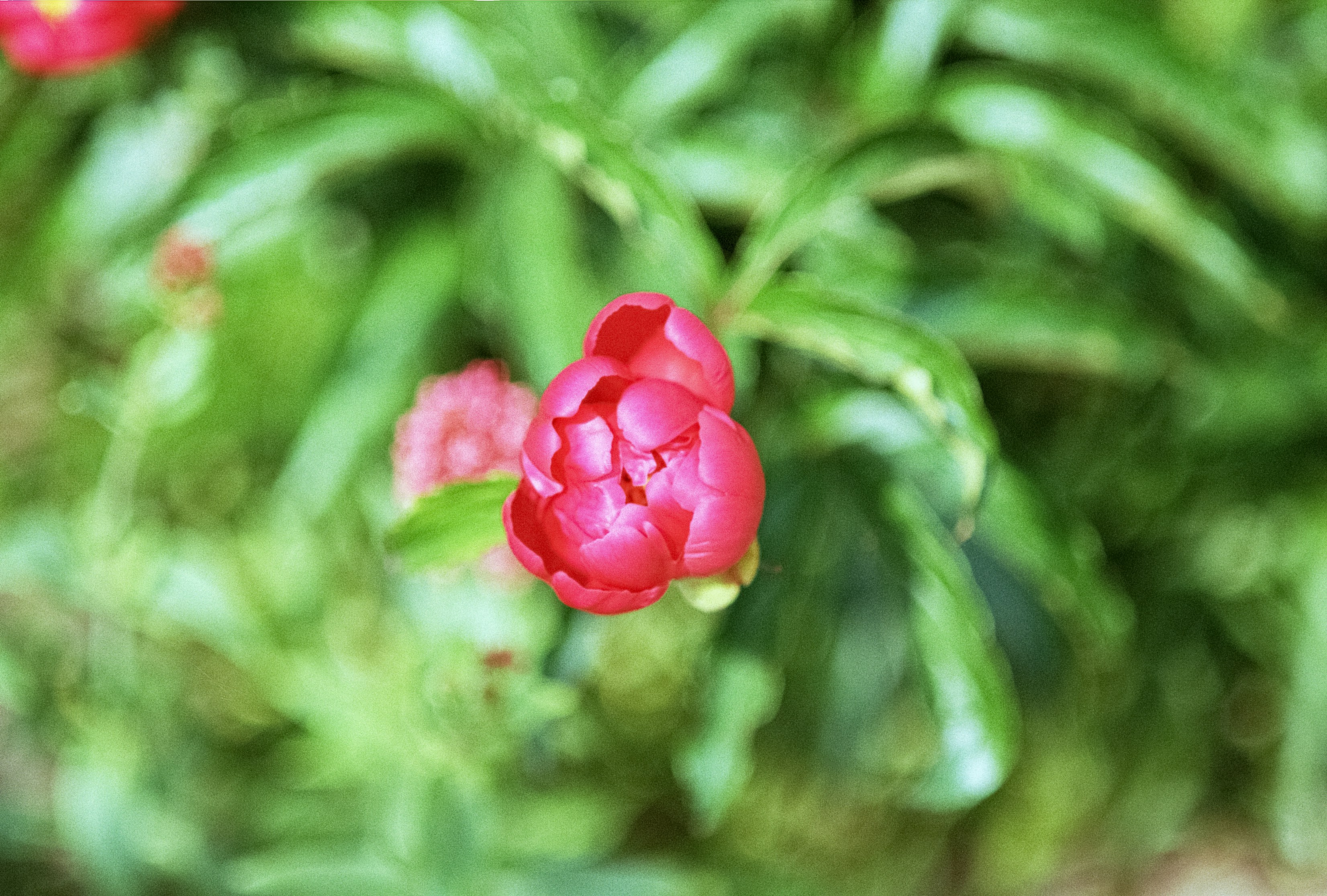 Crimson Bud Amid a Verdant Blur