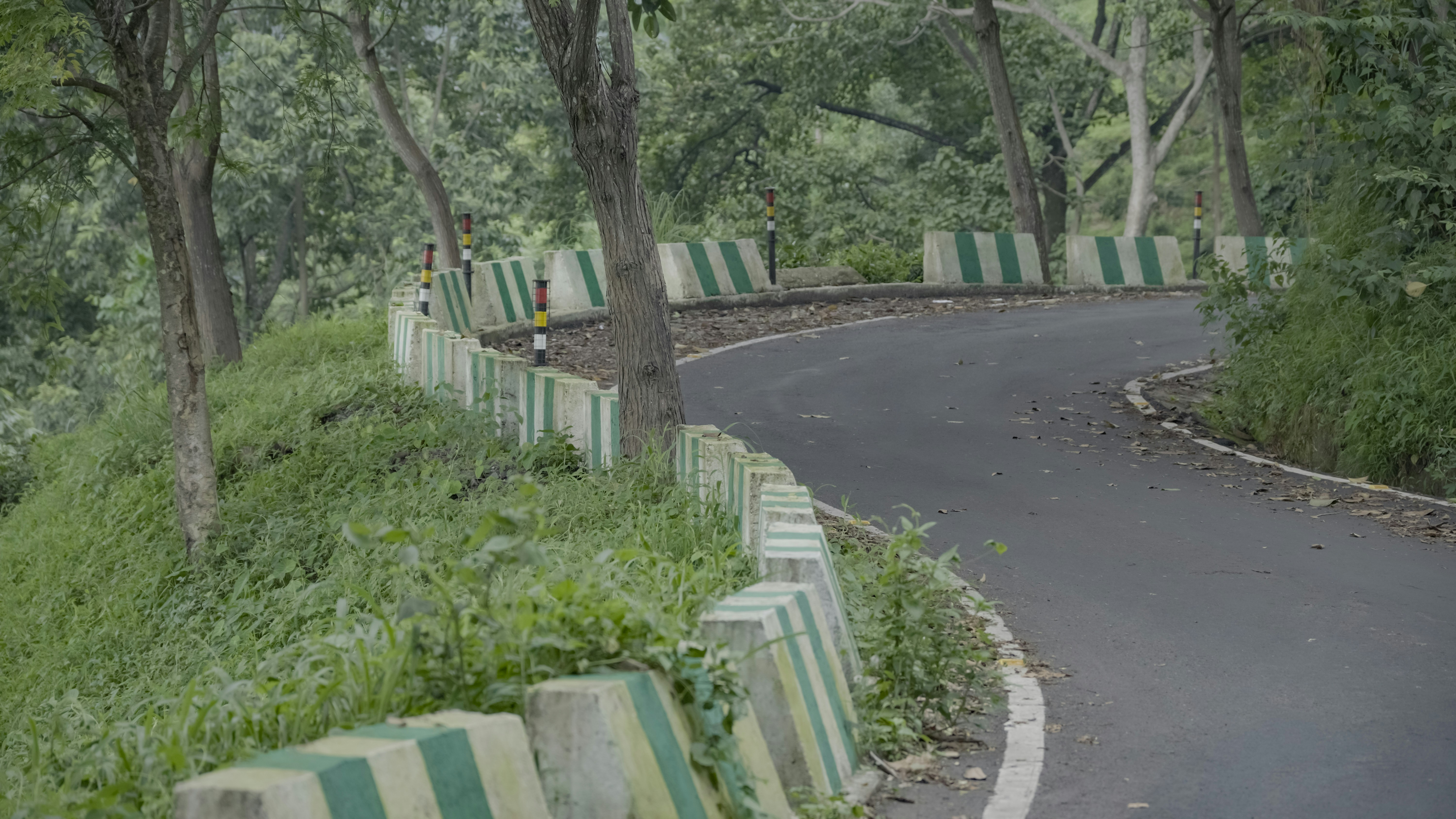 Guarded Bend: Striped Barriers Mark a Forest Road's Quiet Curve
