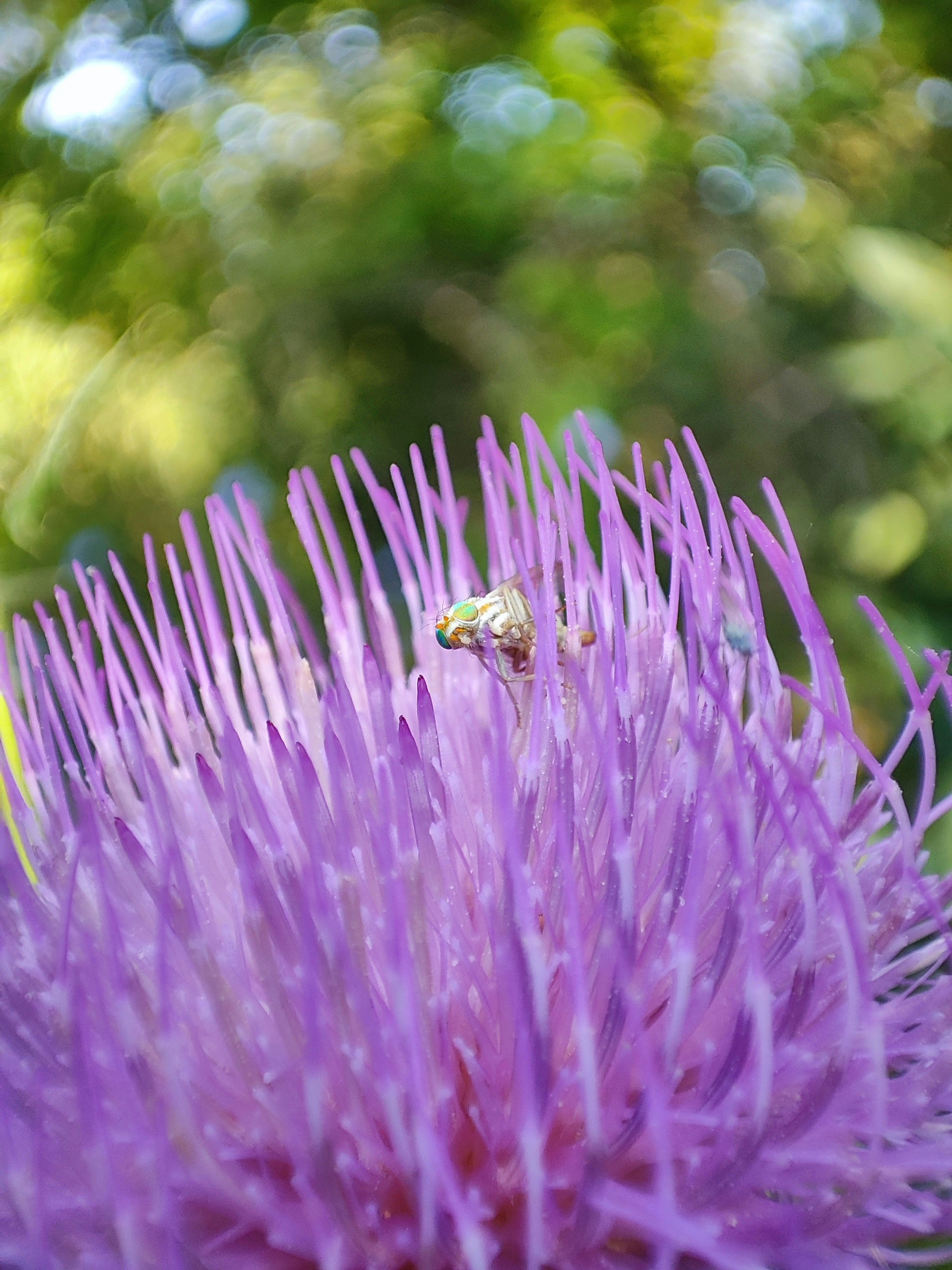 Bee on a Violet Crown: Macro Moment in a Garden Bloom