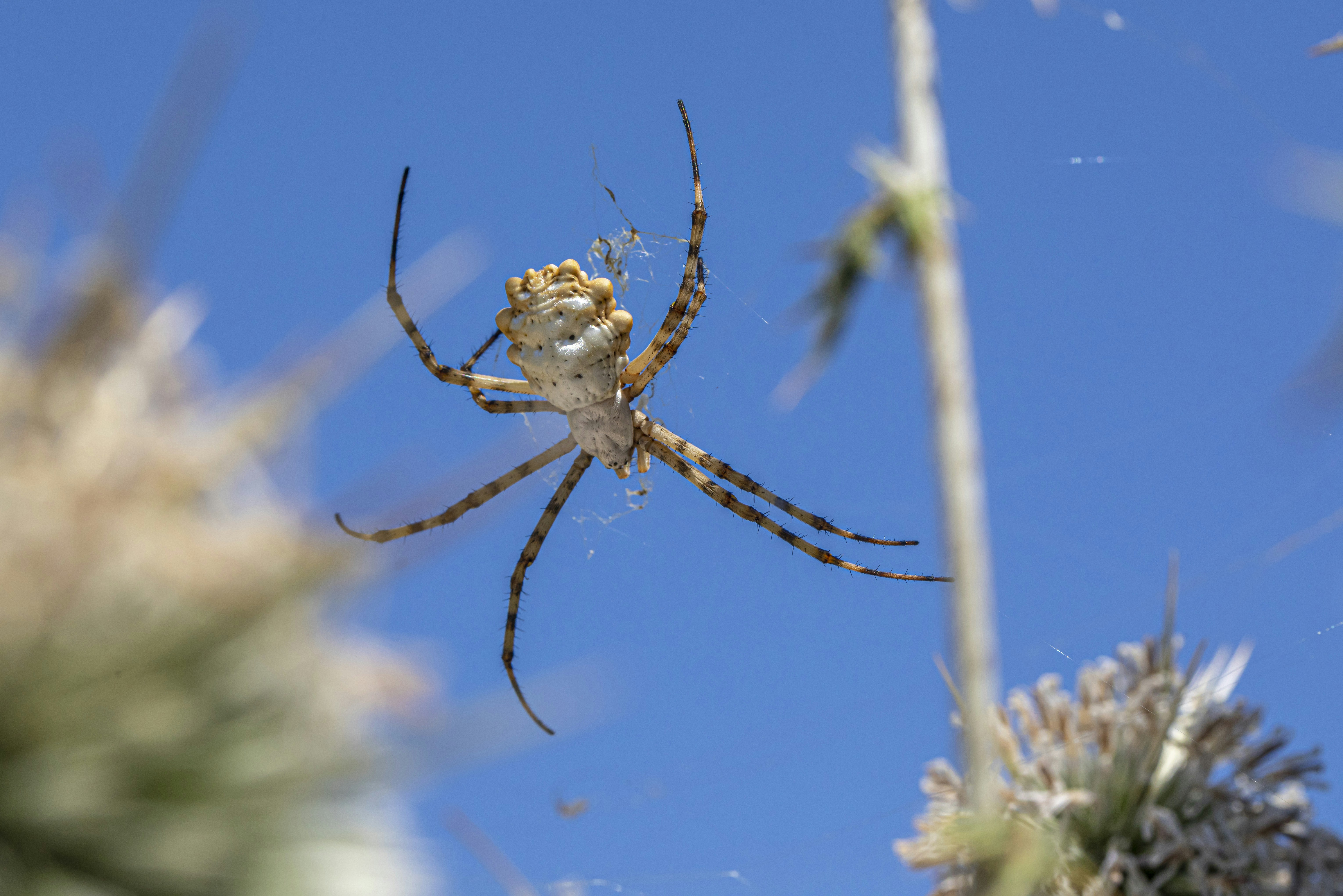 A close up of a spider on a plant photo – Free Rhodes Image on Unsplash