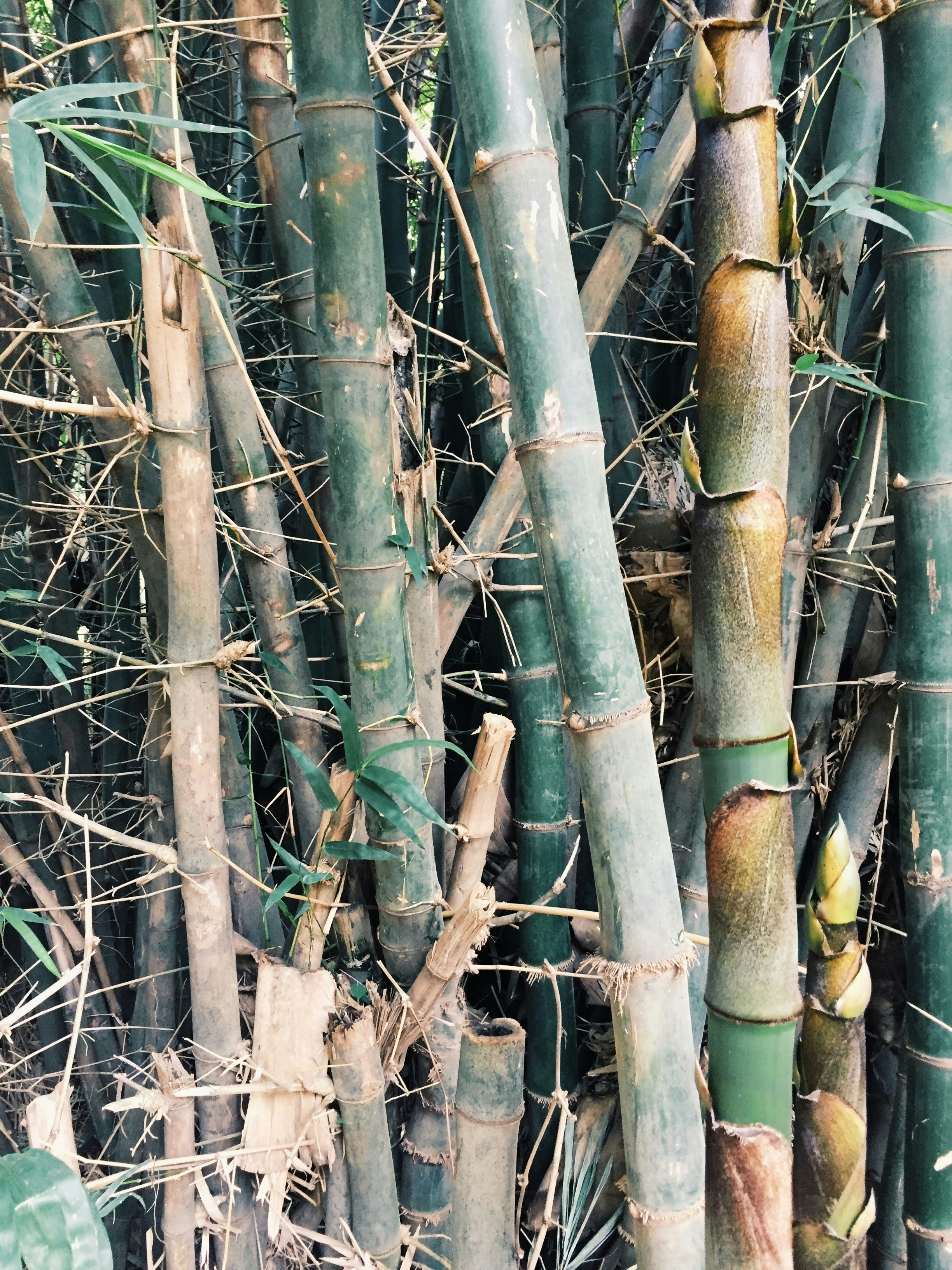 Culms in Echo: A Dense Bamboo Monolith Portrait