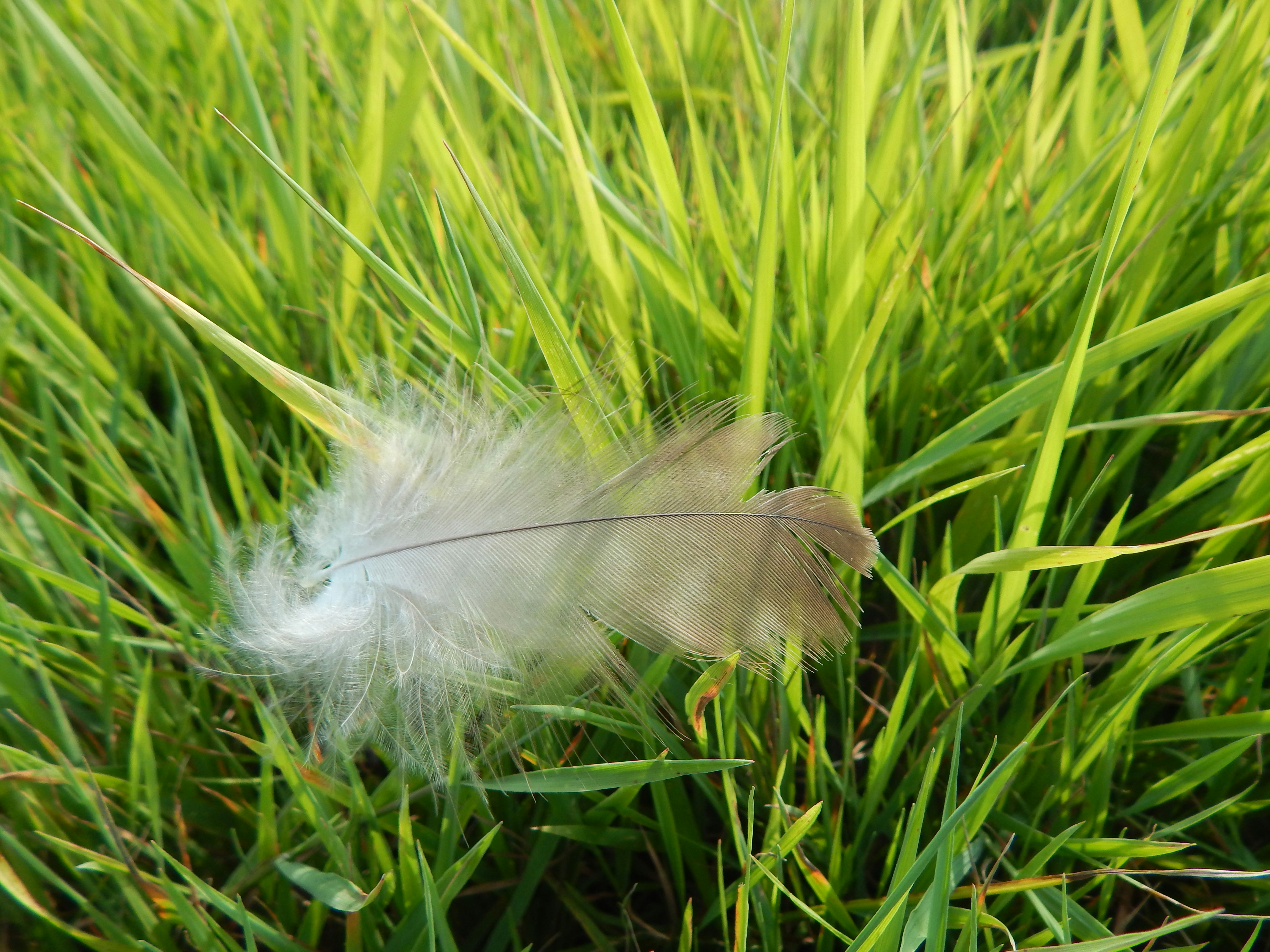 Emerald Quiet: a feather resting among sunlit blades
