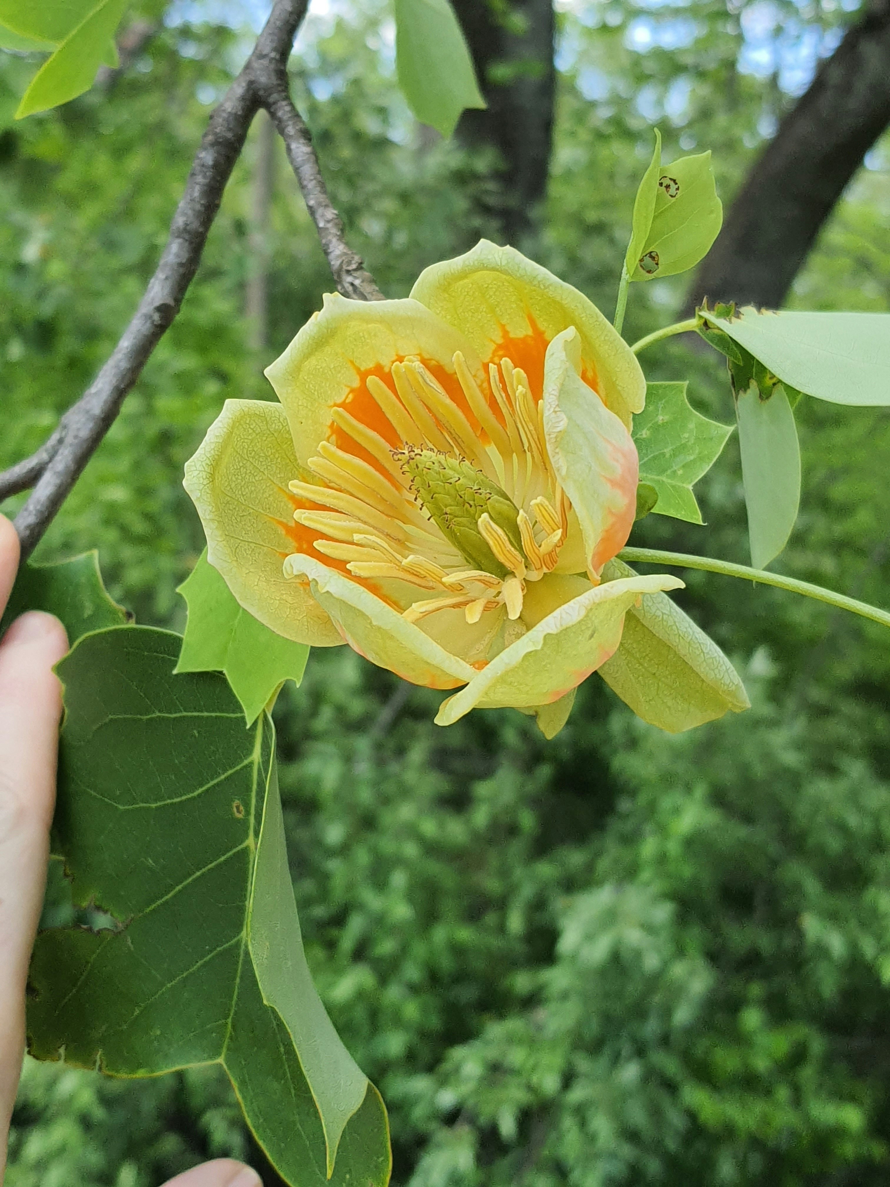 Close-up photograph of a lime-yellow bloom with orange stamens held by a hand, set against a blurred forest-green background.