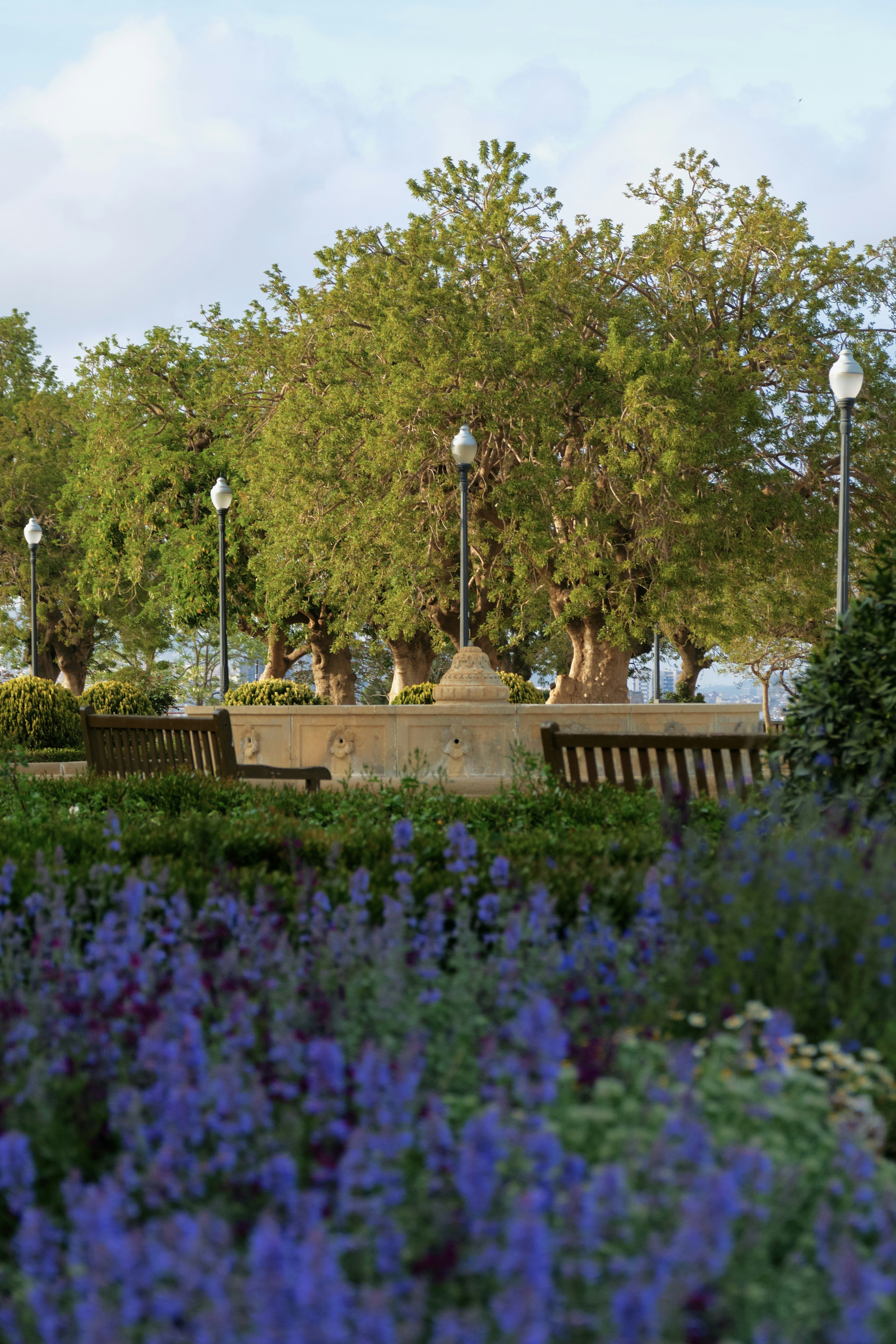 A park bench surrounded by purple flowers and trees photo – Free Garden ...