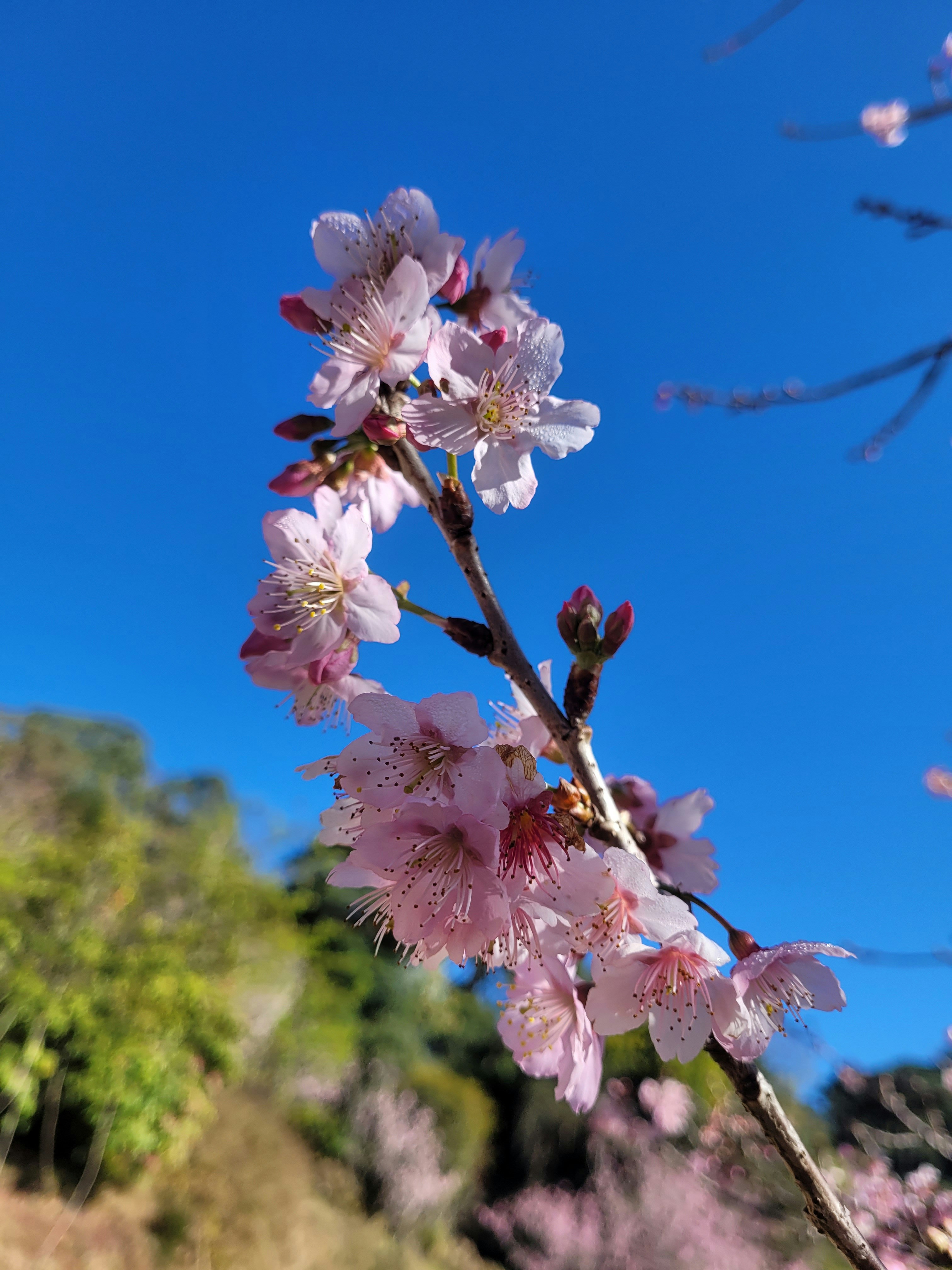 Pink Cherry Blossoms on a Slender Branch Against a Cerulean Sky