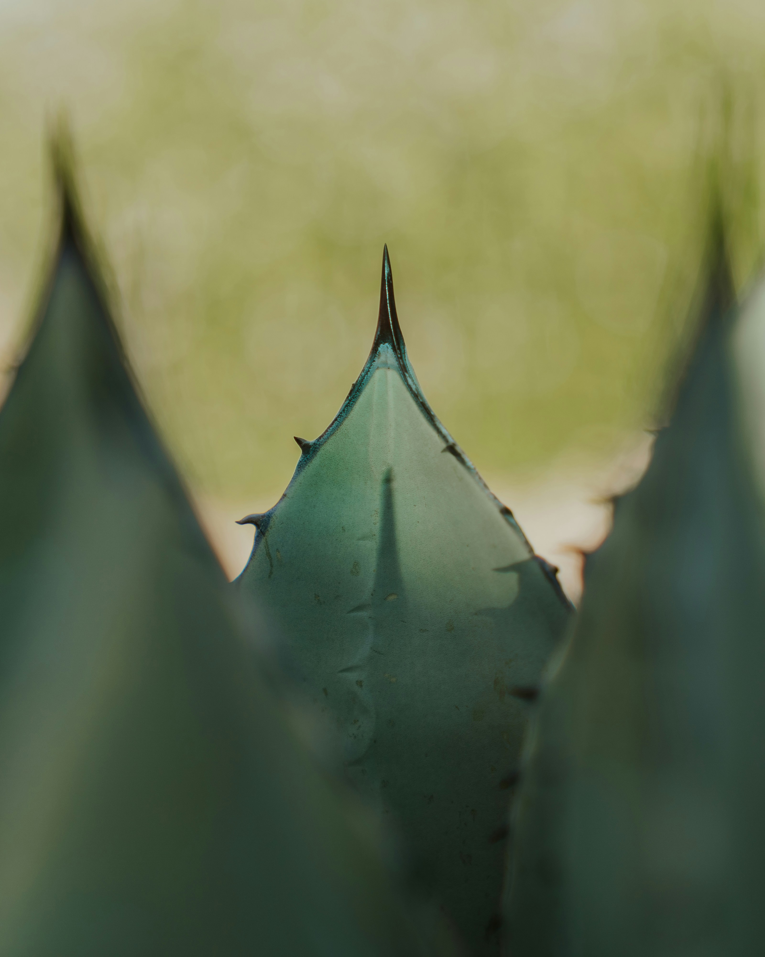 Emerald Spear Rising: a close-up of a spiky succulent leaf against a soft, sunlit background