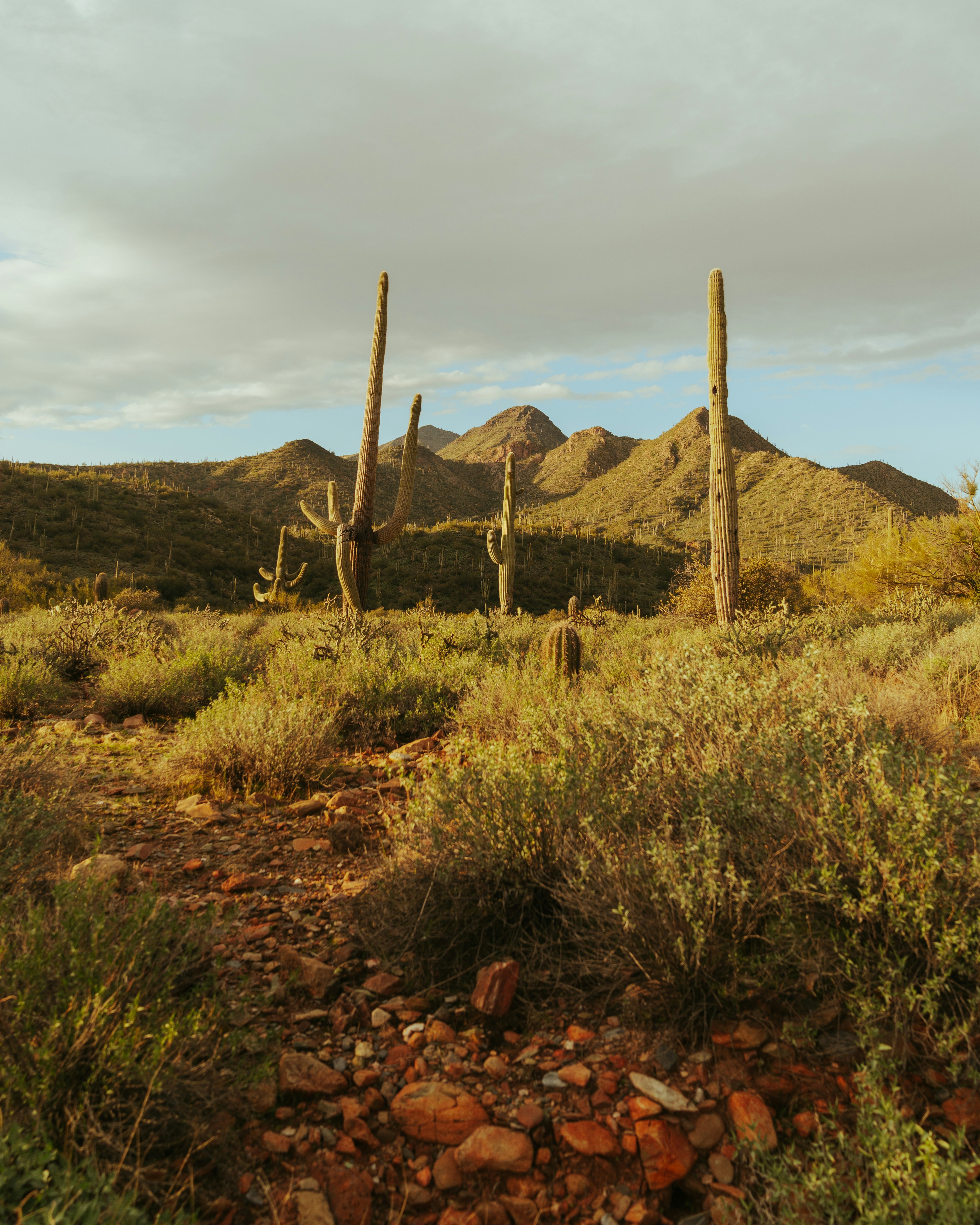 Saguaros at Golden Hour: Desert Spires Against the Hills