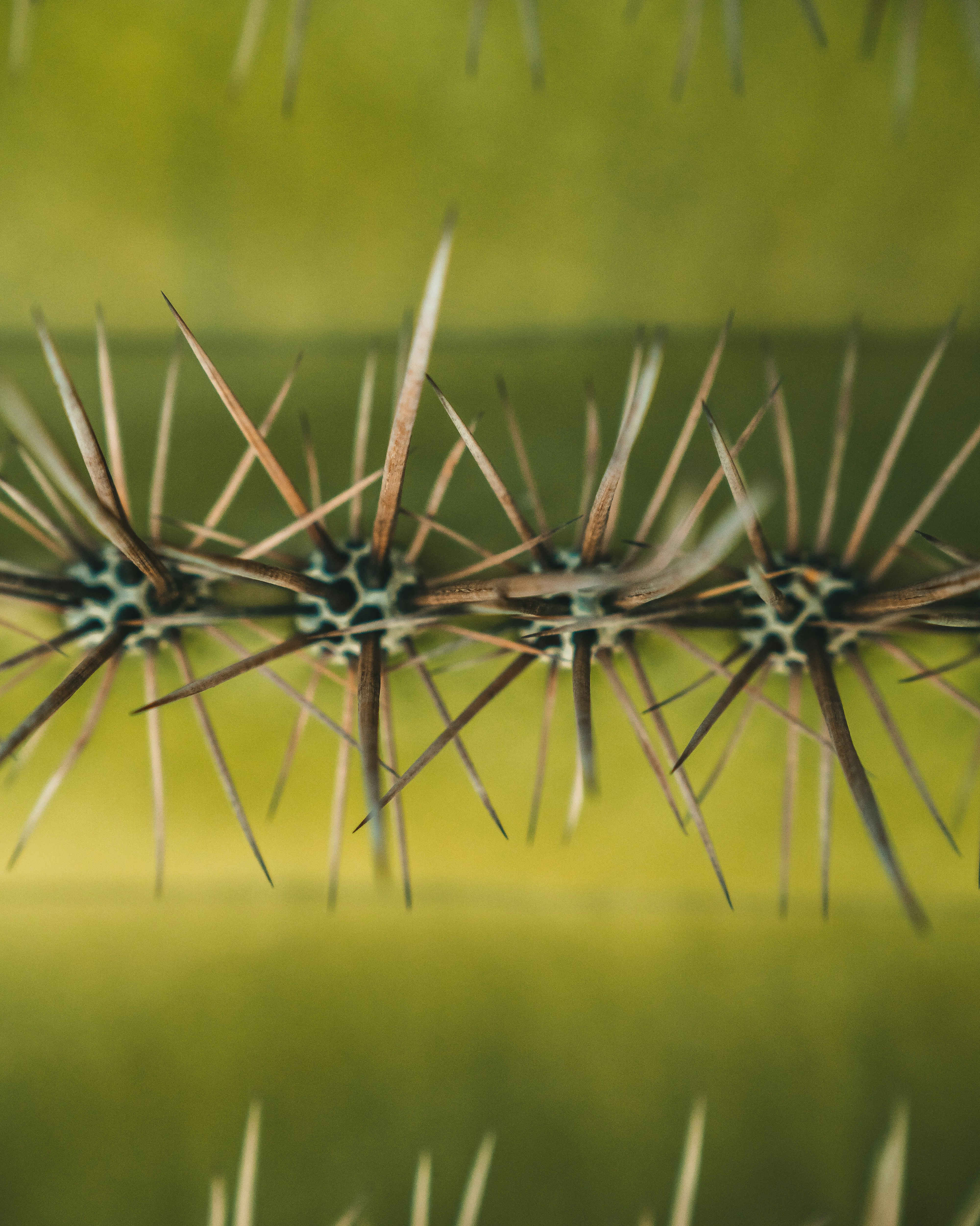 A close up of a plant with spikes on it photo – Free Sedona Image on ...