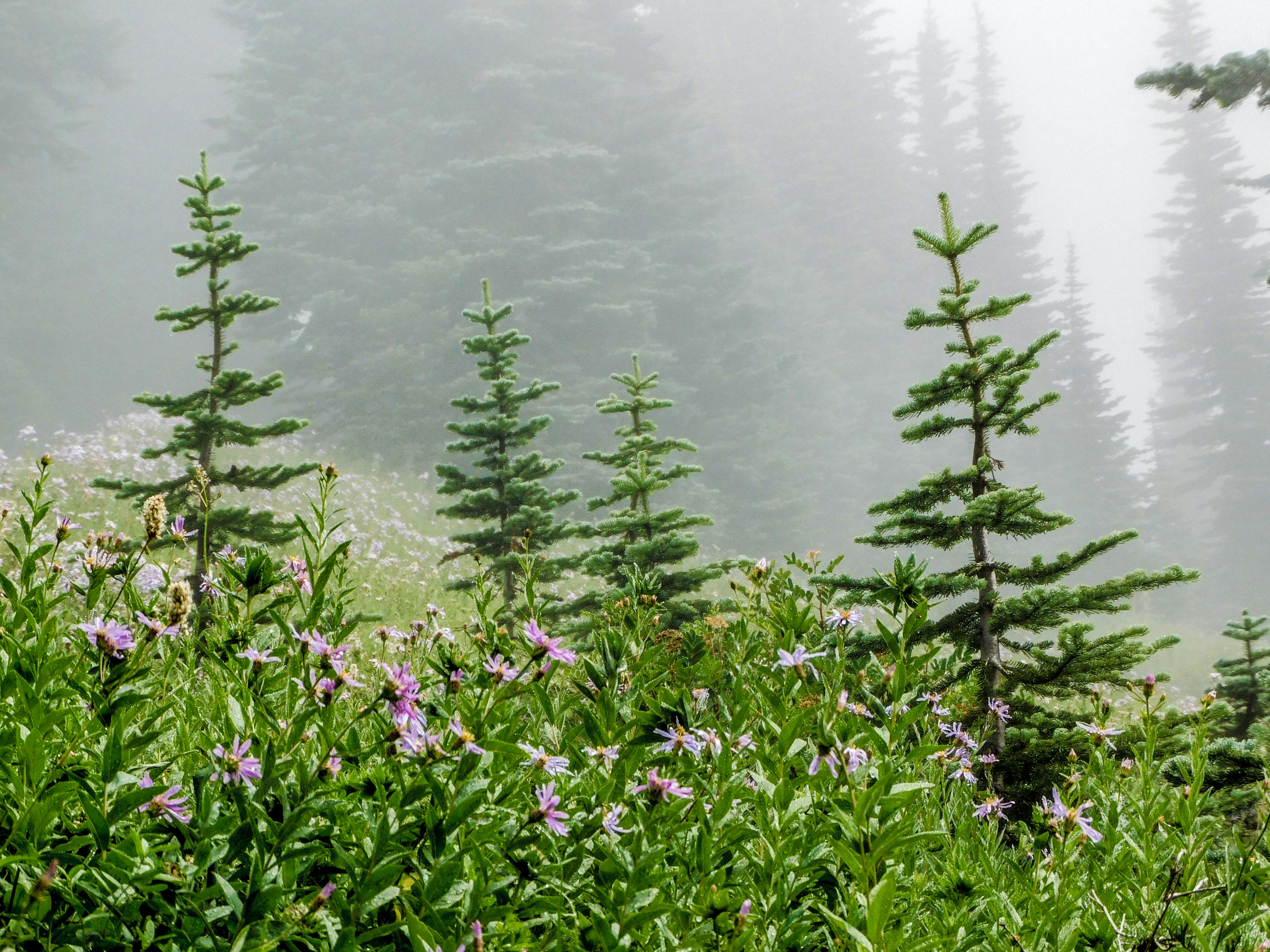 Mist-veiled Alpine Meadow with Pink Blooms and Conifers