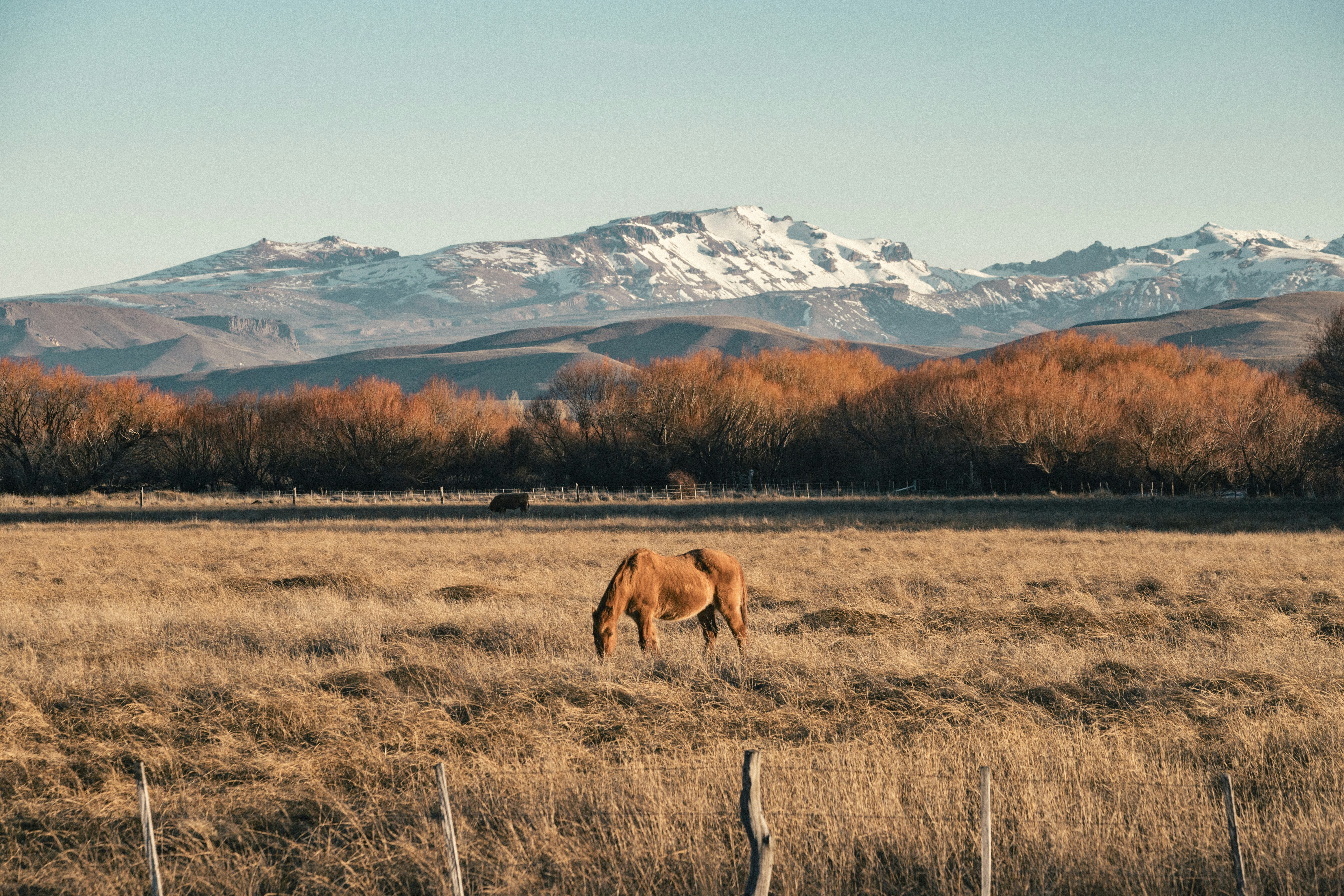 Grazing in a sunlit valley beneath snow-kissed mountains