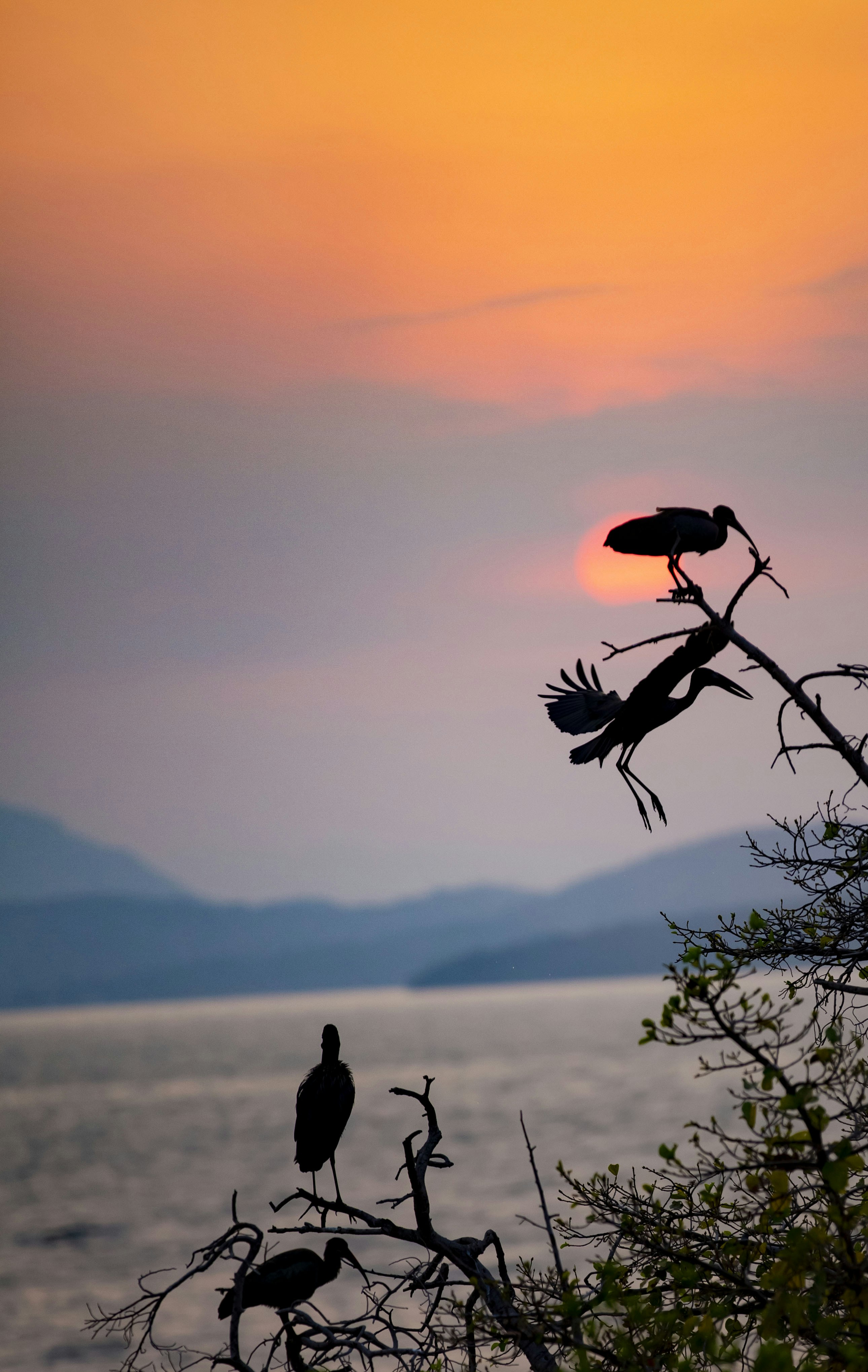 Sunset Sentinel: A Heron’s Perch Against Fiery Skies