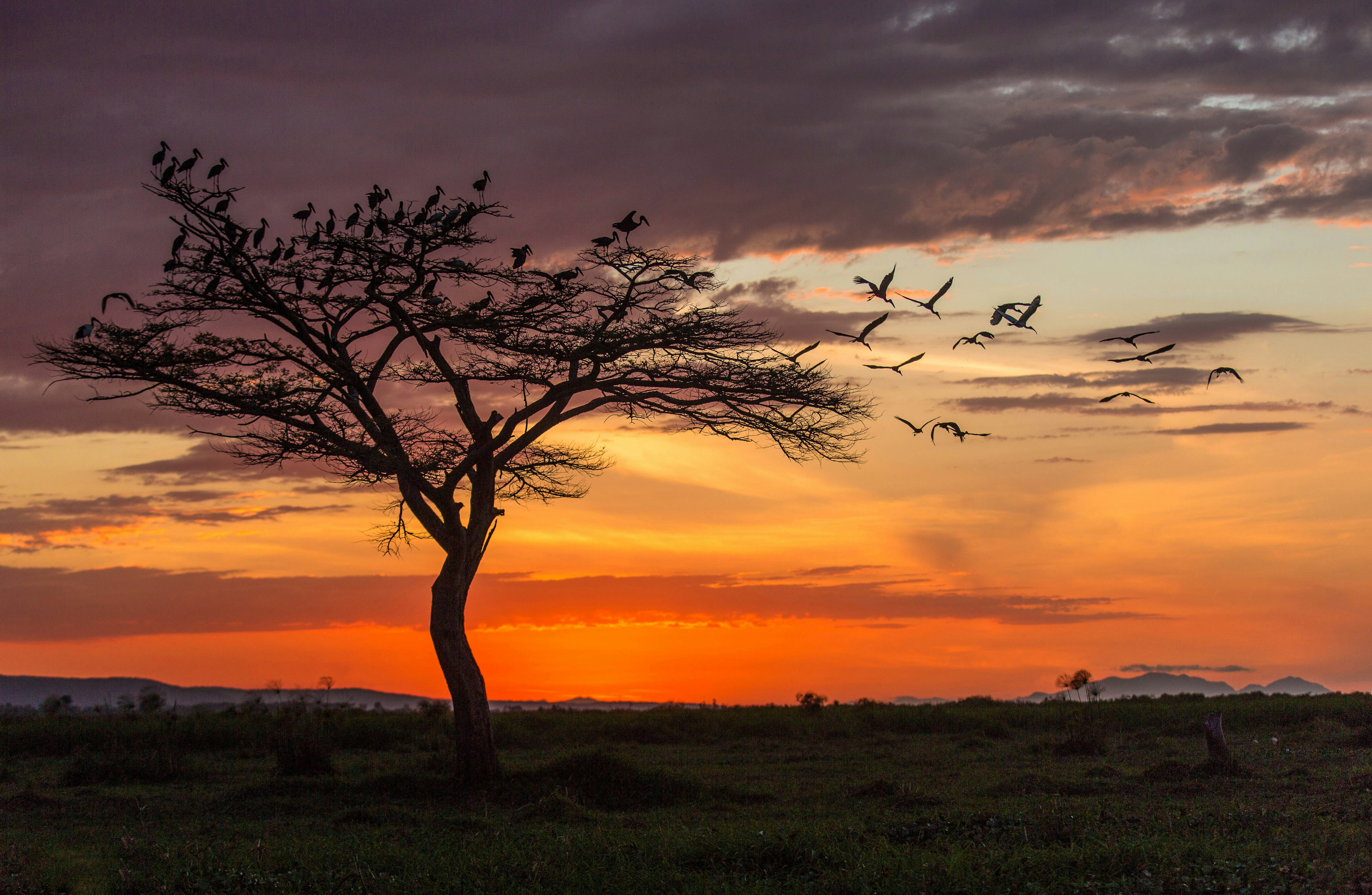 A flock of birds flying over a tree at sunset photo – Free Travel Image ...