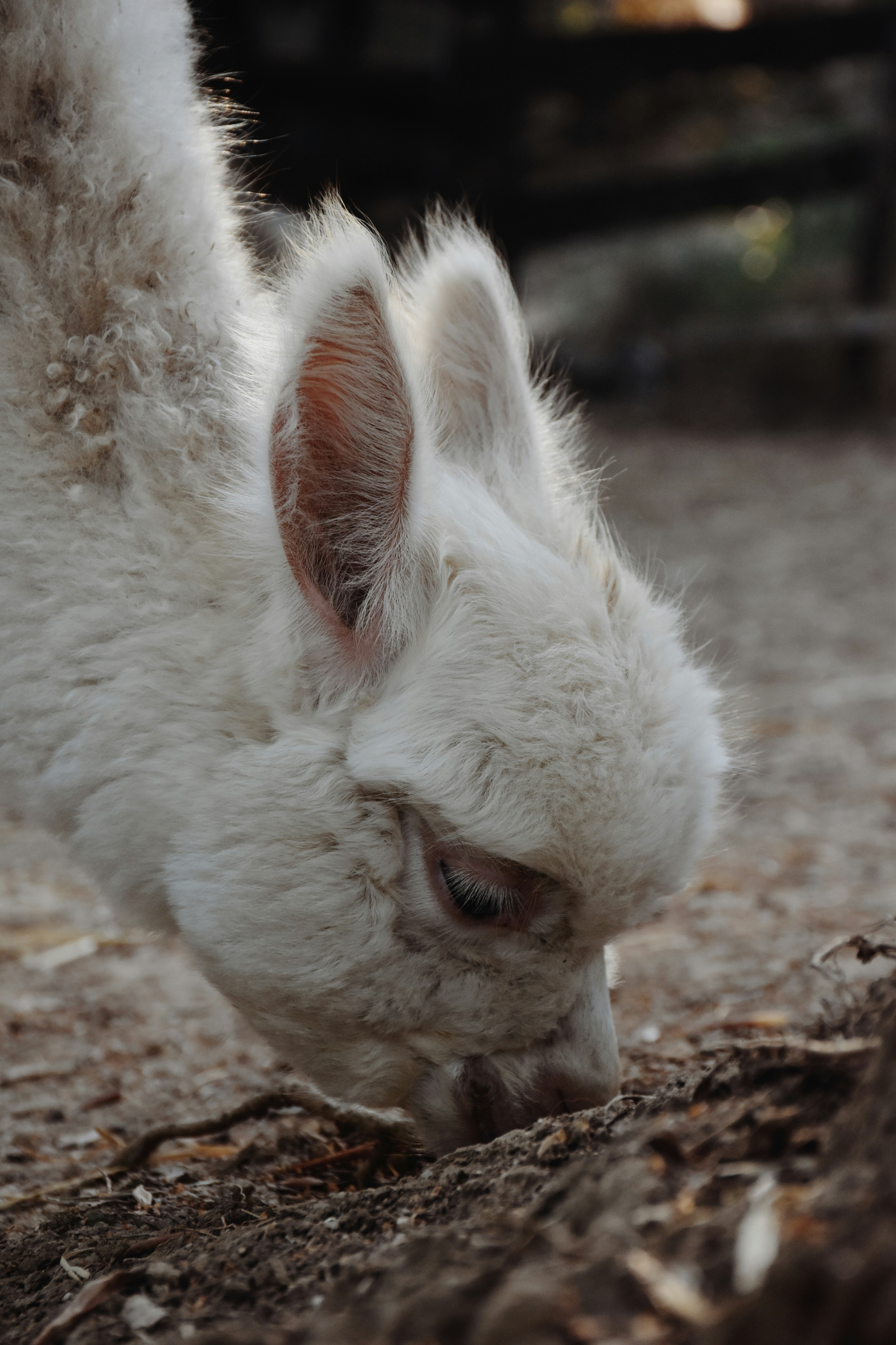 Soft-Whispering Alpaca: Nosing the Ground in Quiet Light