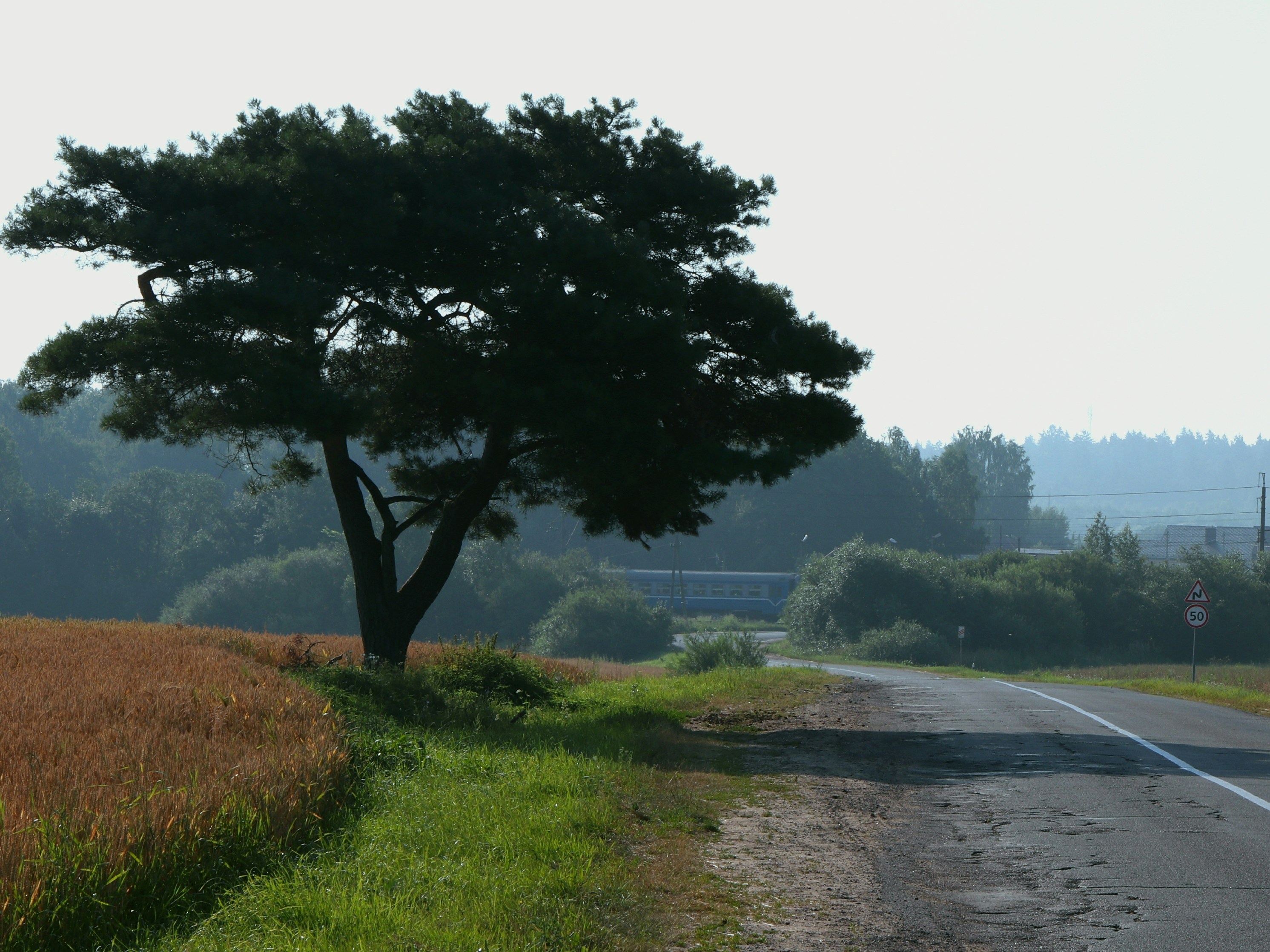Un arbre solitaire assis sur le bord d’une route photo – Image gratuite ...