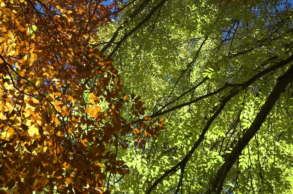 Foto Las hojas de un árbol están cambiando de color – Imagen Eresing ... Foto Las hojas de un árbol están cambiando de color – Imagen Eresing ...
