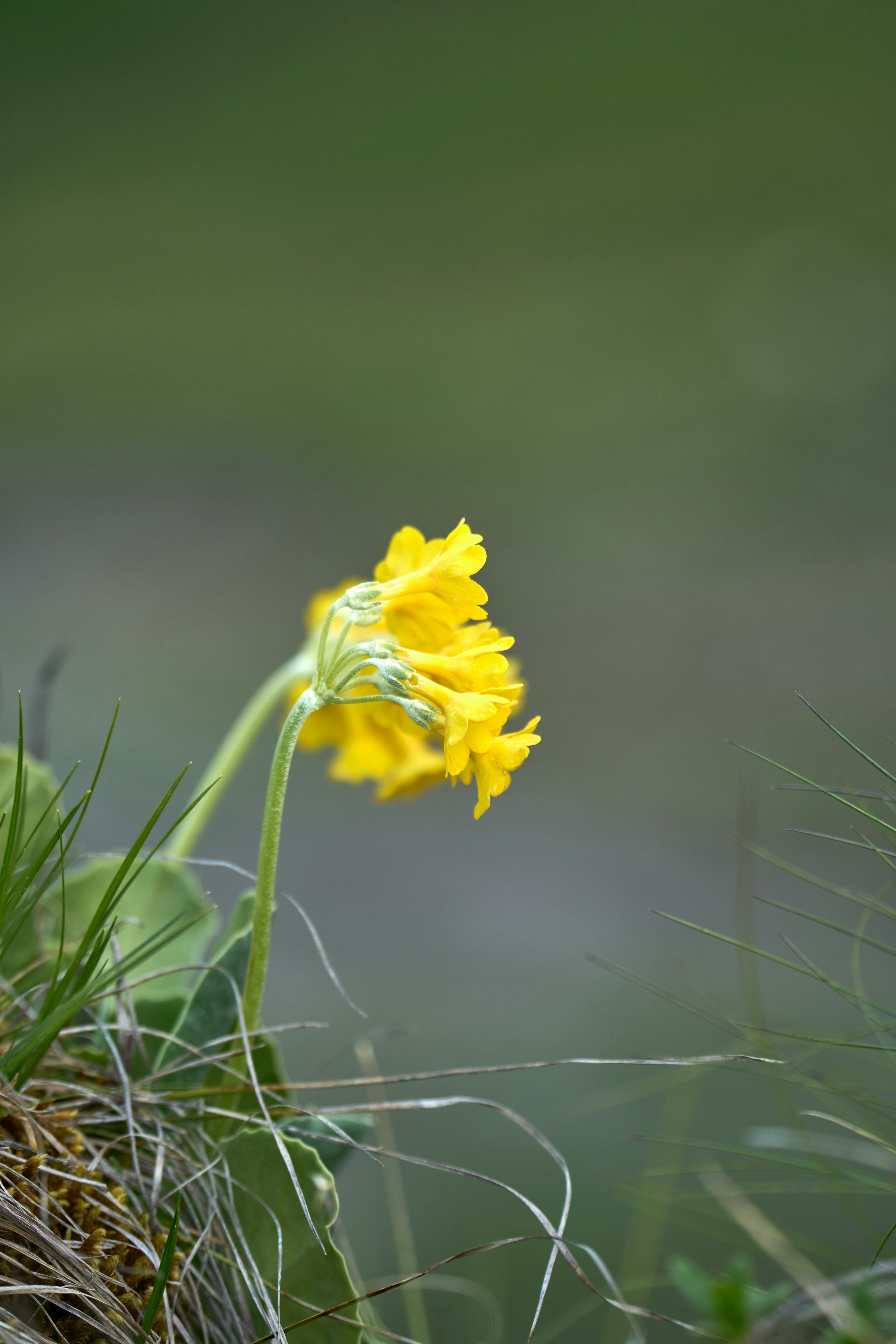 Photo by Wolfgang Hasselmann with Sony Alpha 7 IV