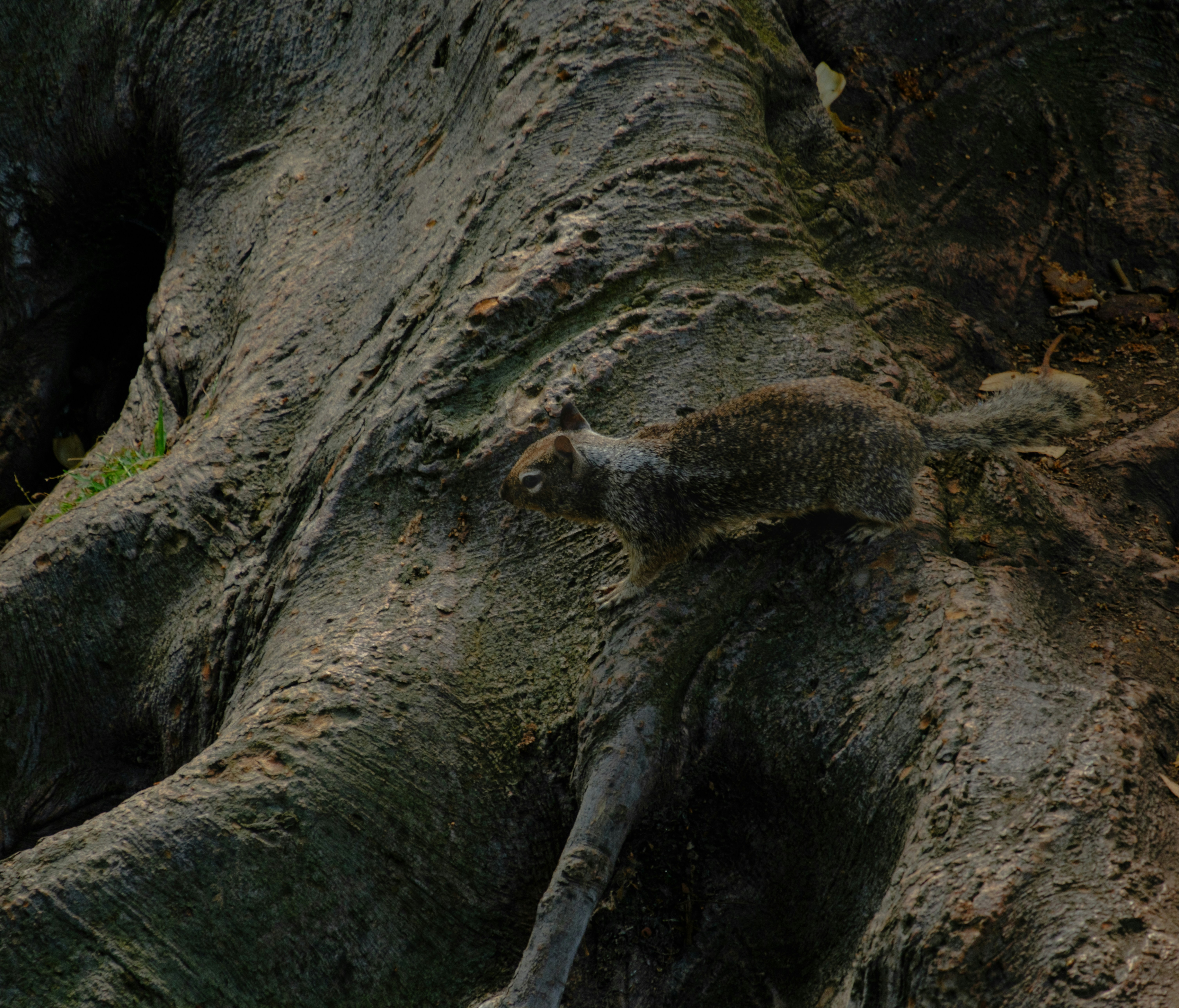 Rootbound Camouflage: A Lizard Clinging to Ancient Bark