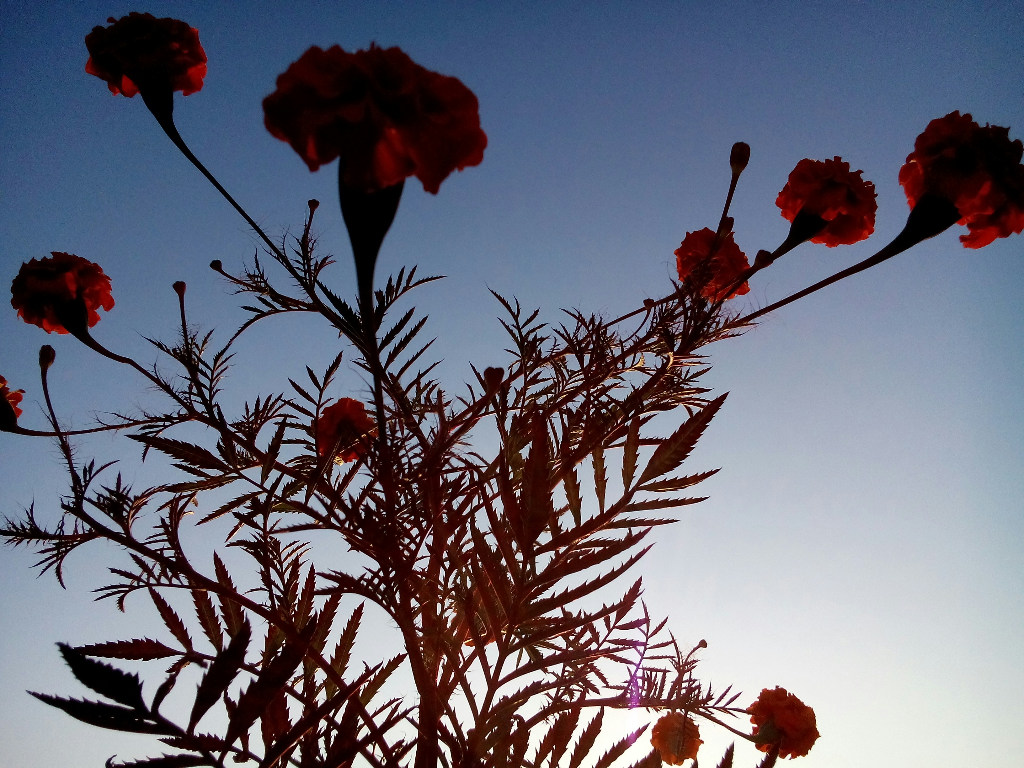 Crimson Silhouettes Among Feathery Leaves at Dusk