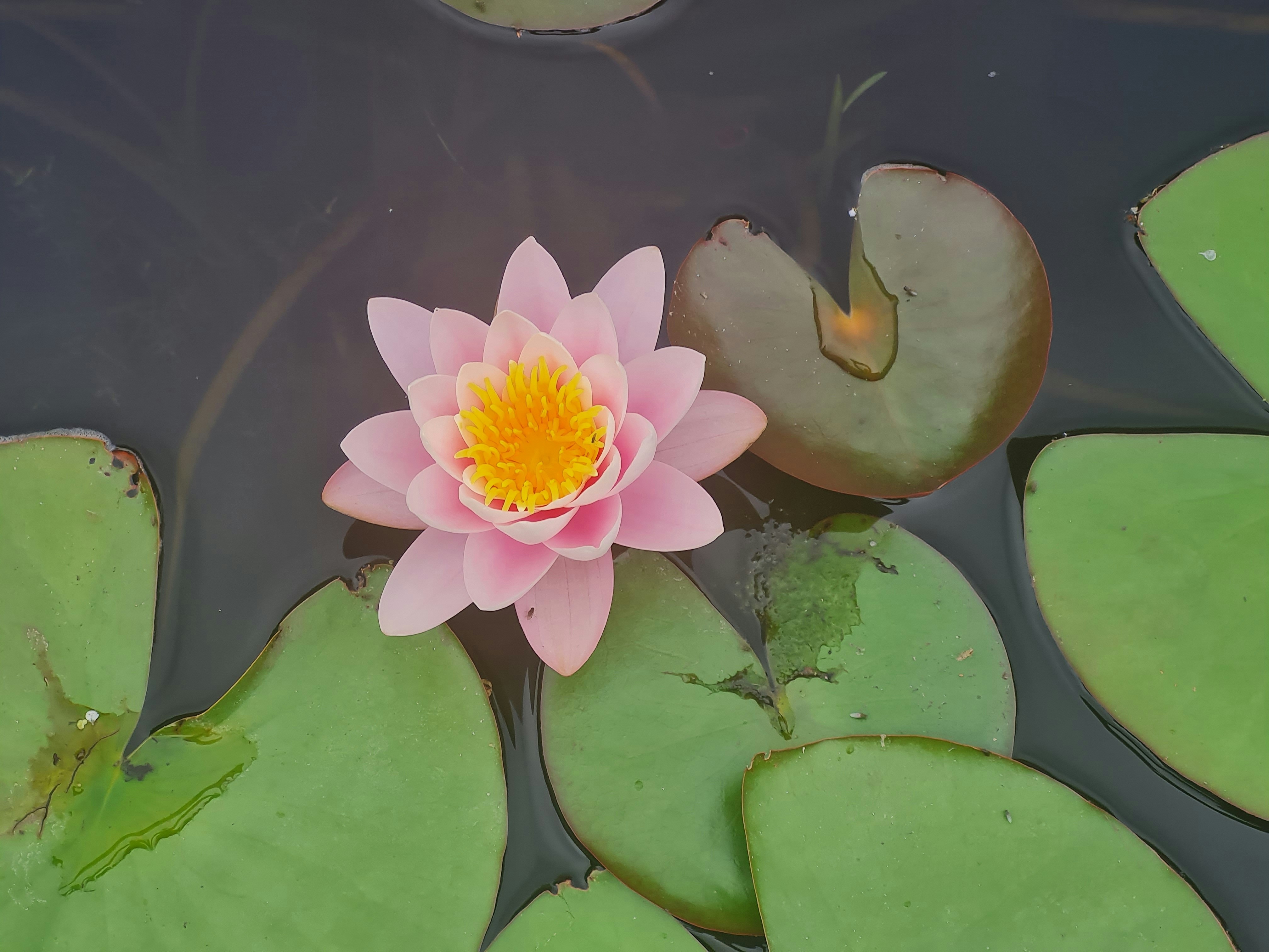 Lily Pond Pictures | Download Free Images on Unsplash