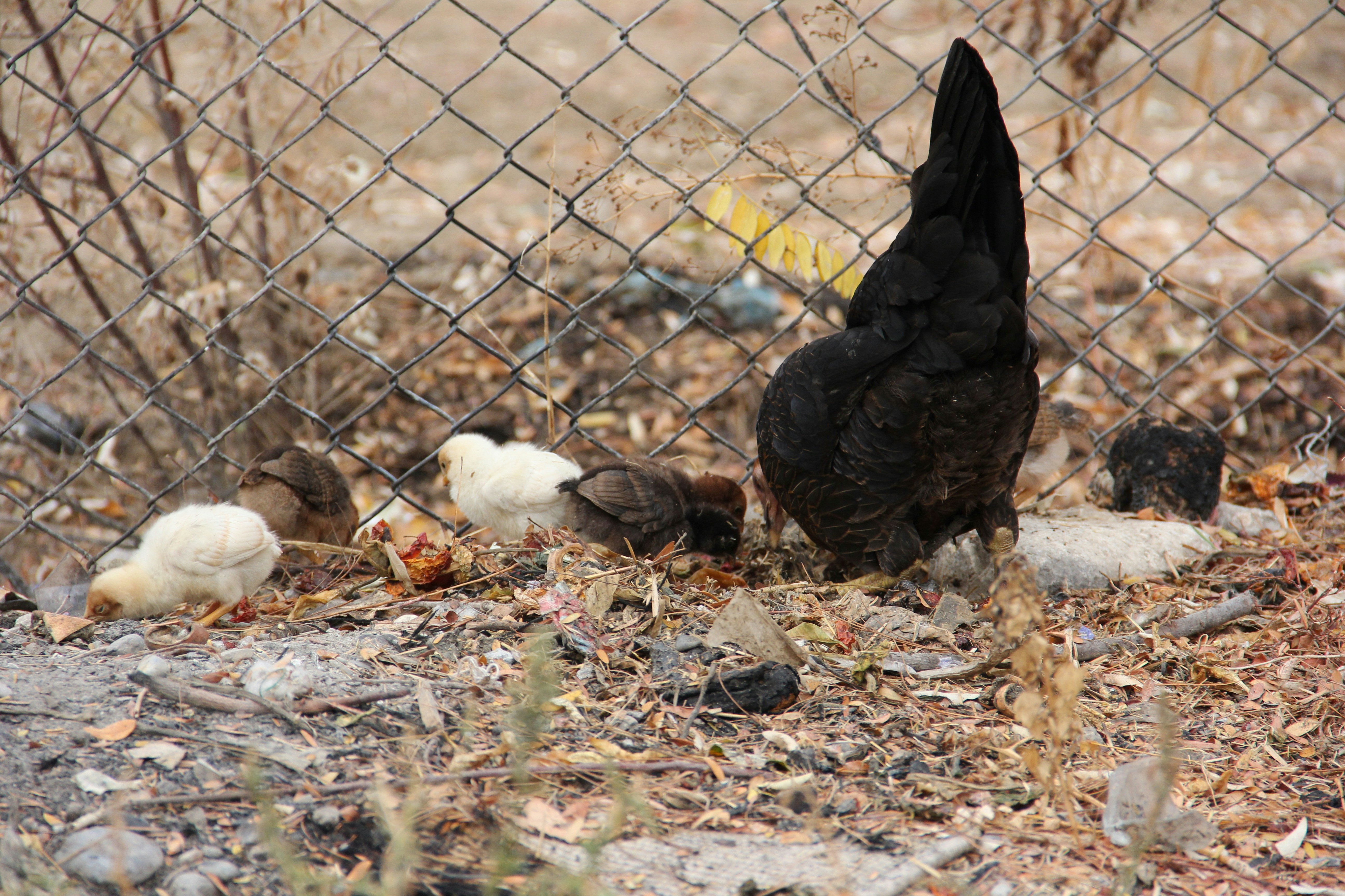 A group of chickens standing next to a chain link fence photo – Free ...