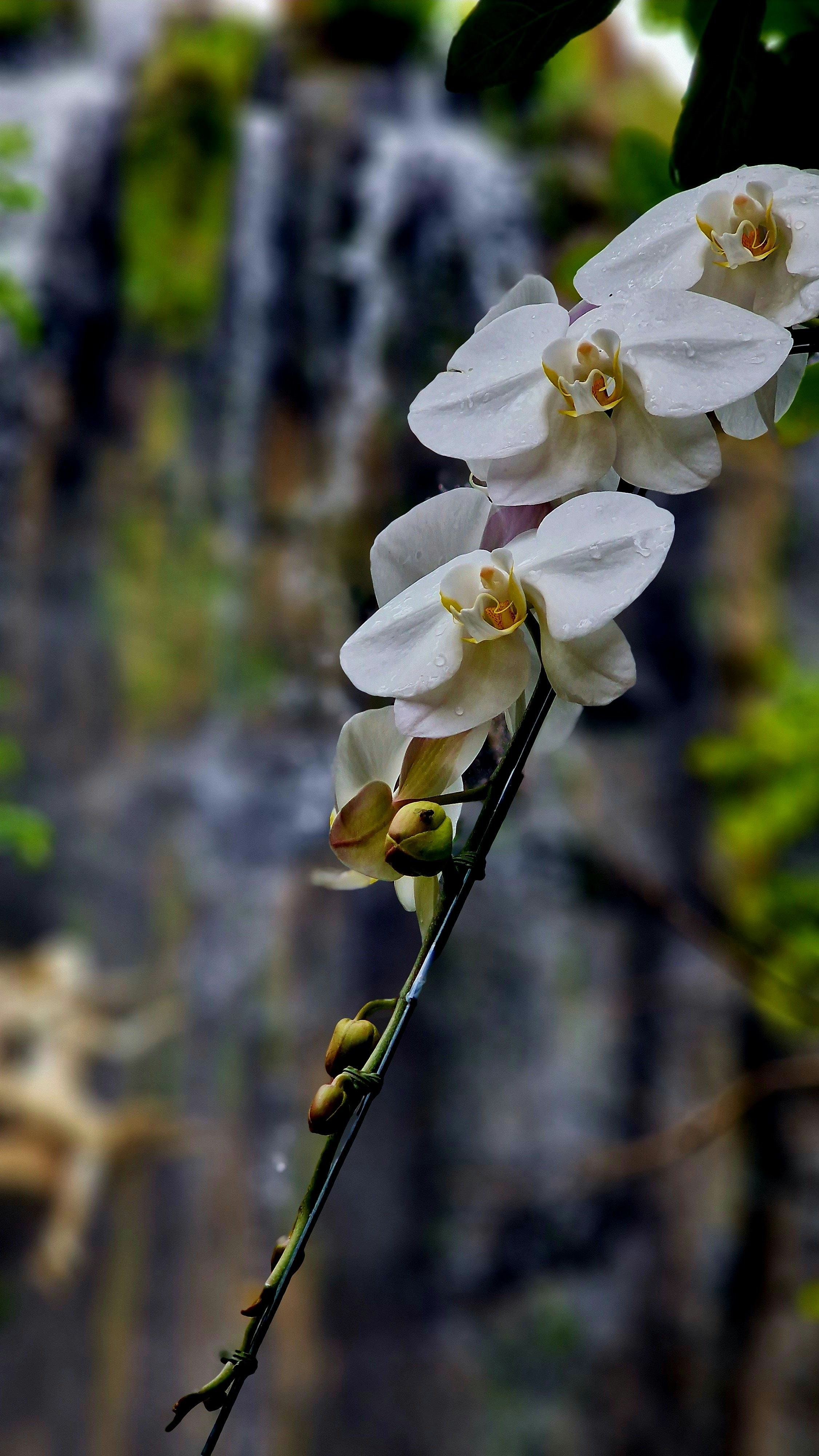 Orchid on the Verge: White Blooms Against Velvet Falls