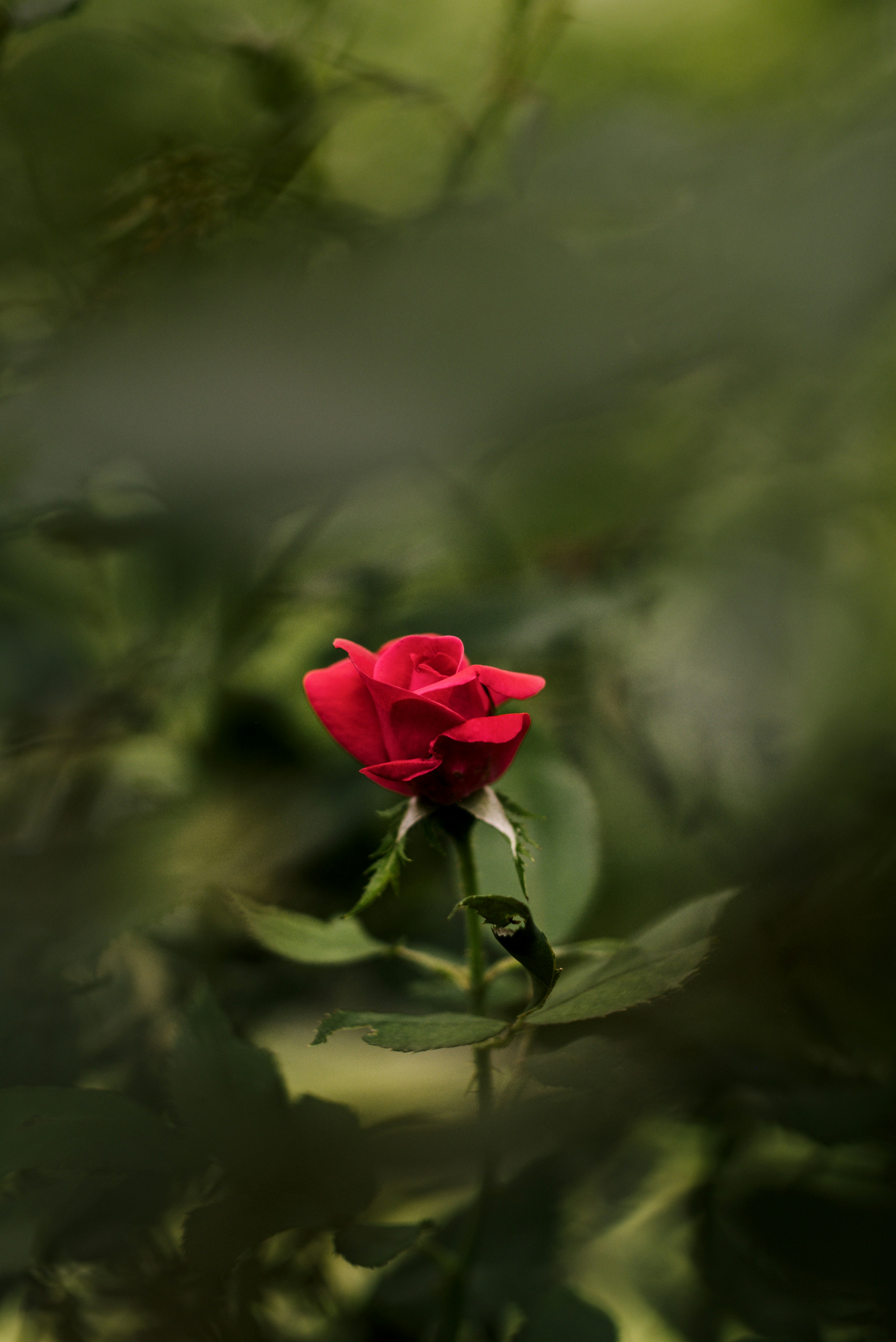 Crimson Rose in a Velvet Green Moment