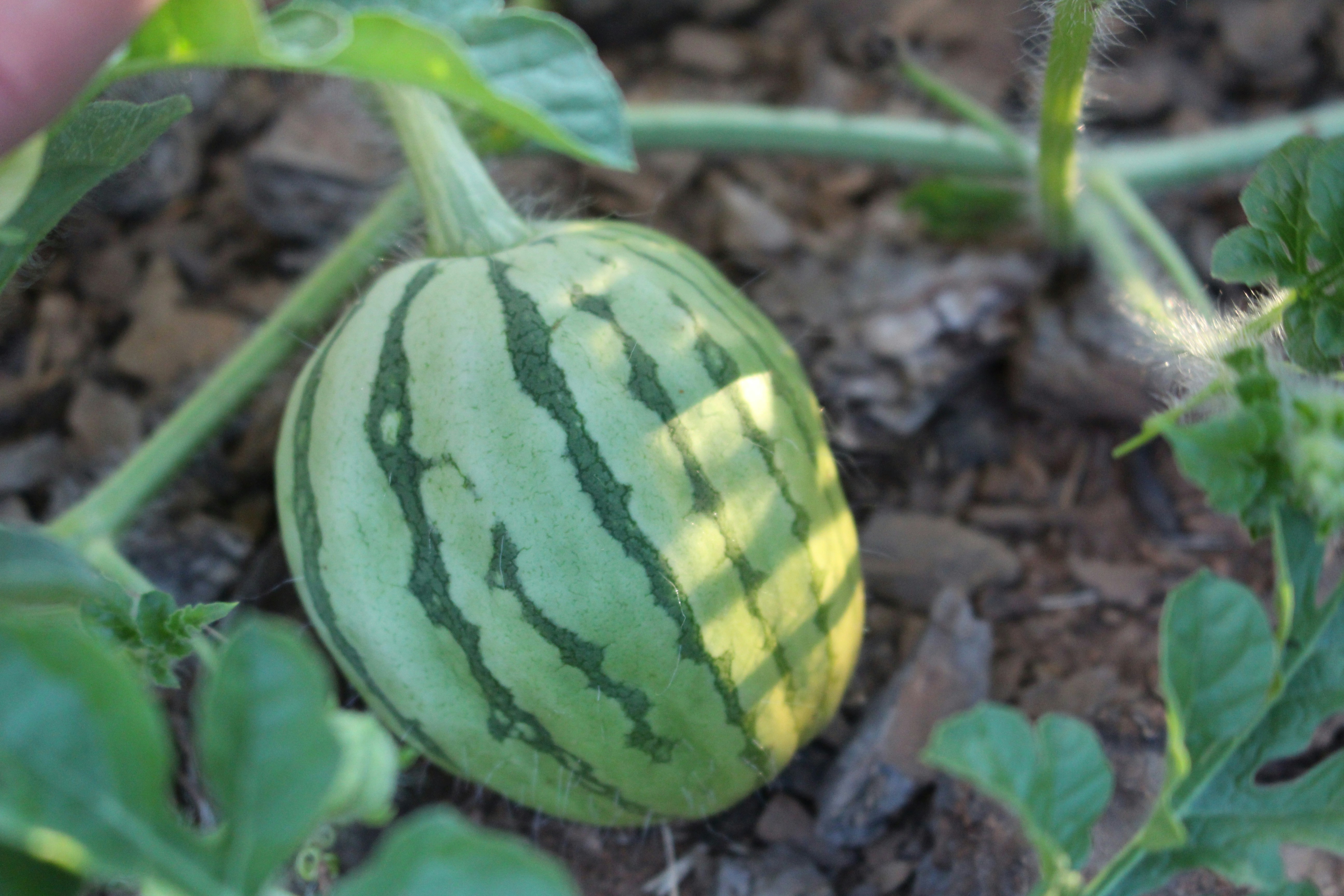 Watermelon growing on a vine