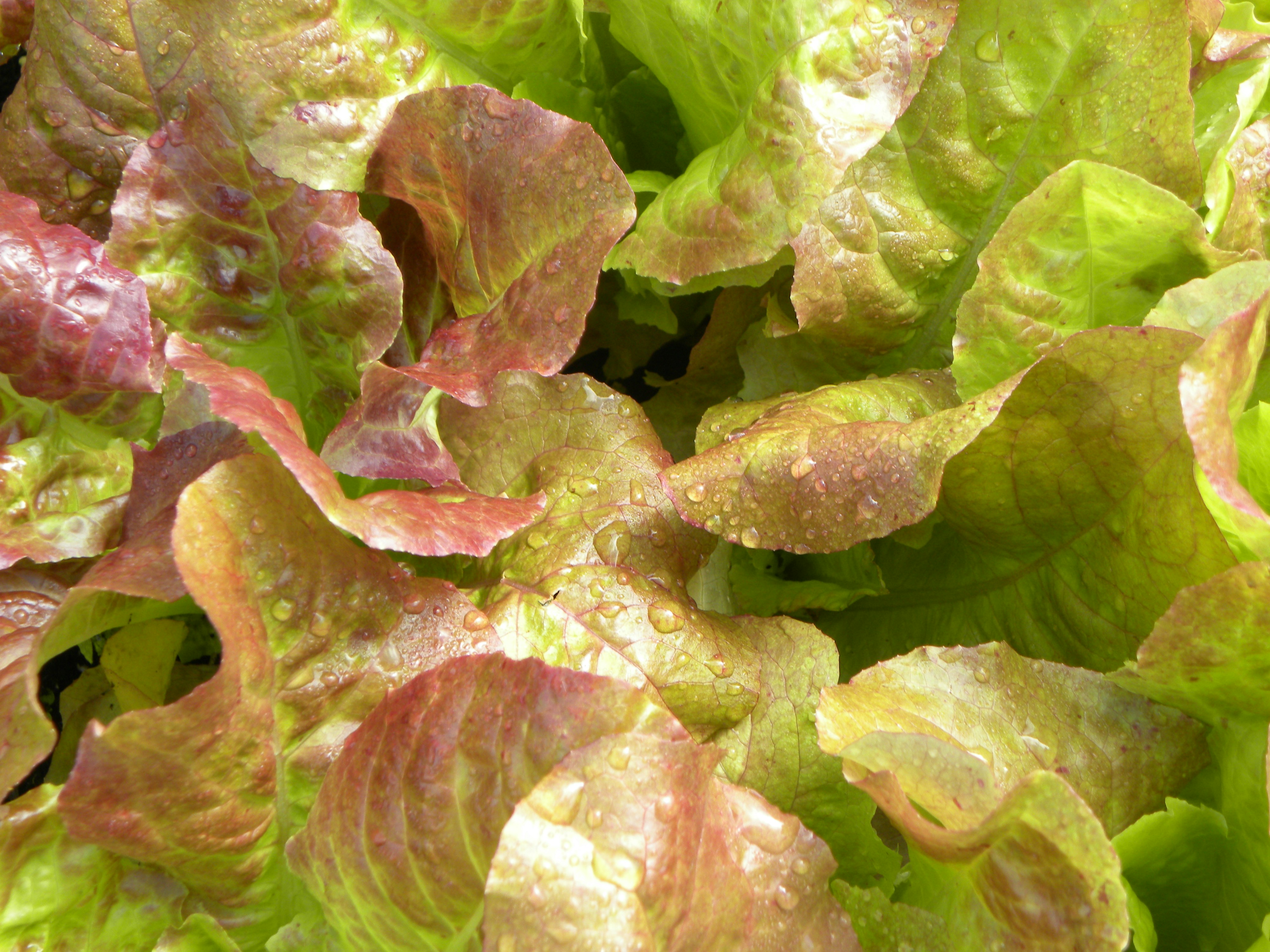 Close-up photograph of dewy lettuce leaves with green and pink-tinged edges, showcasing delicate textures and color contrasts.