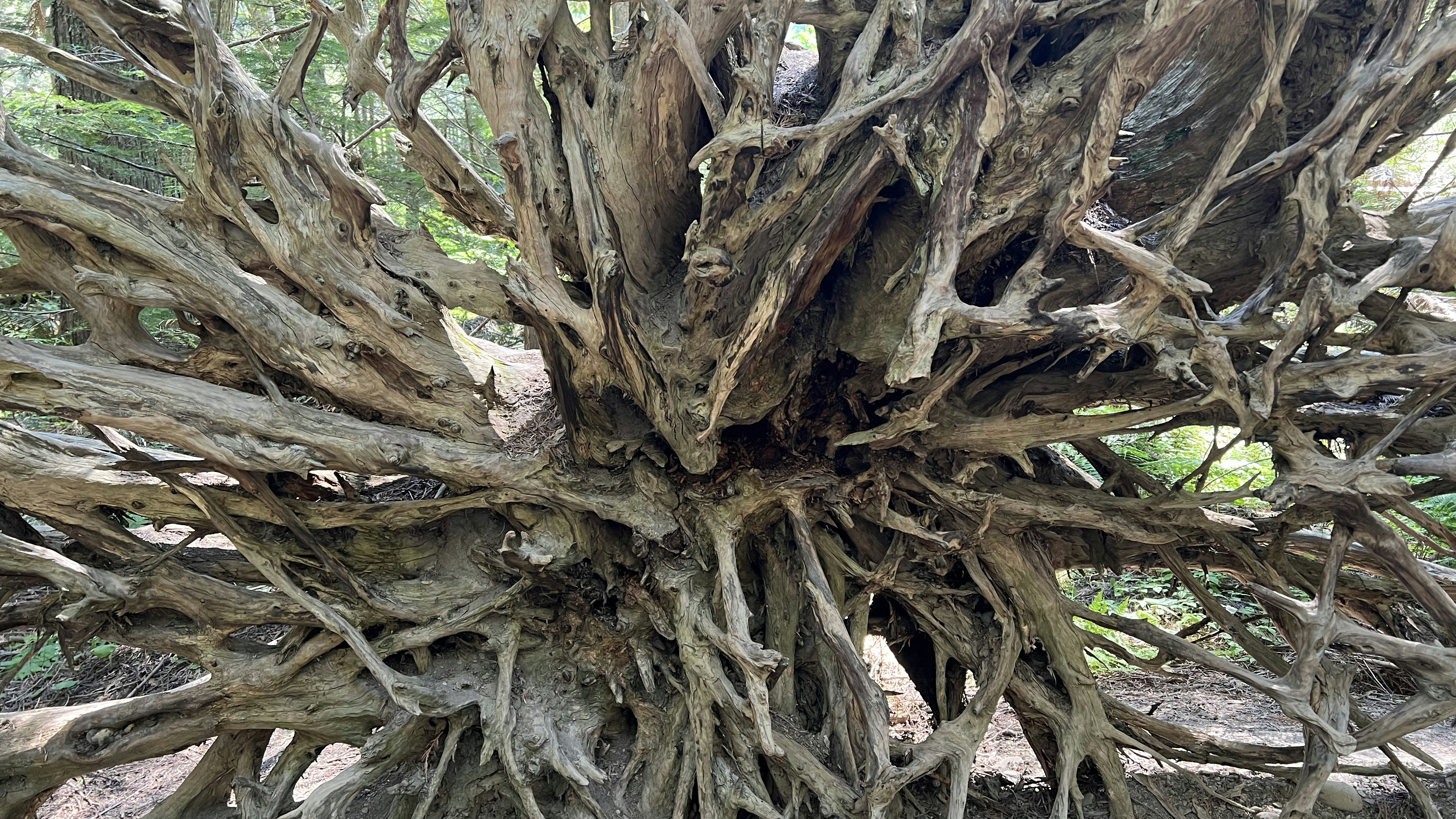 Converging Roots: The Weathered Heart of a Tree