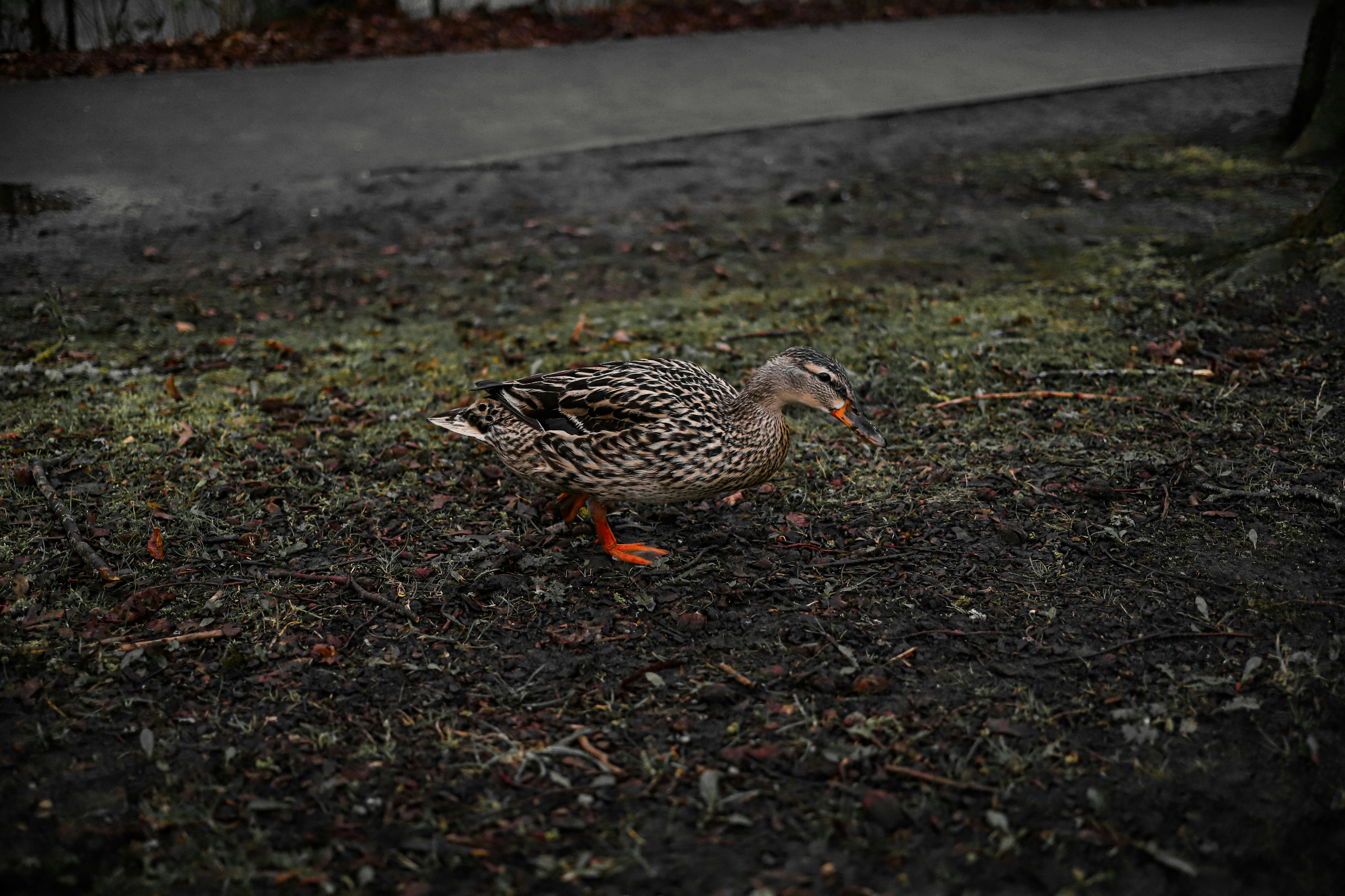 Dusky Mallard Traverses a Damp Park Patch