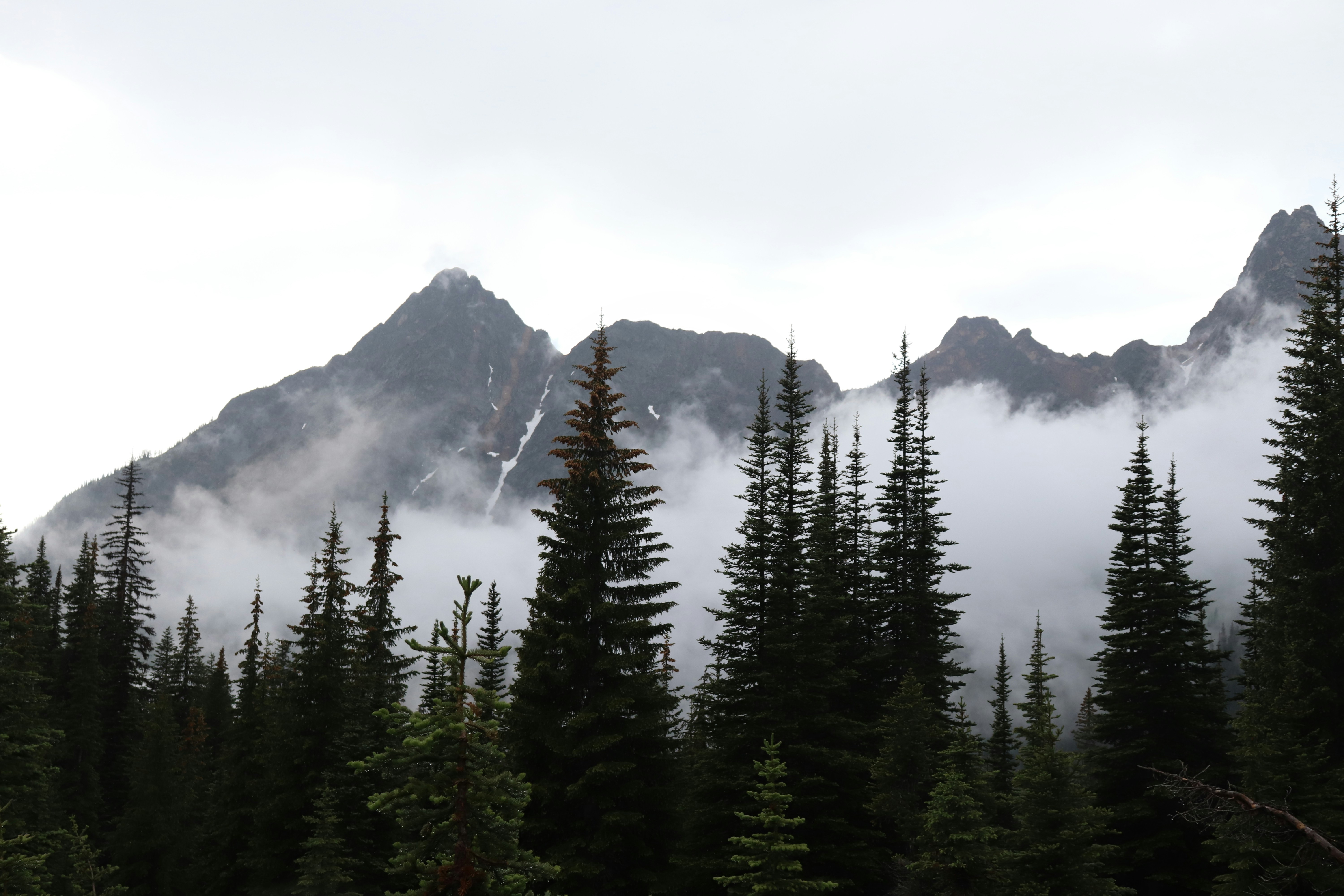 A group of pine trees in front of a mountain photo – Free Usa Image on ...